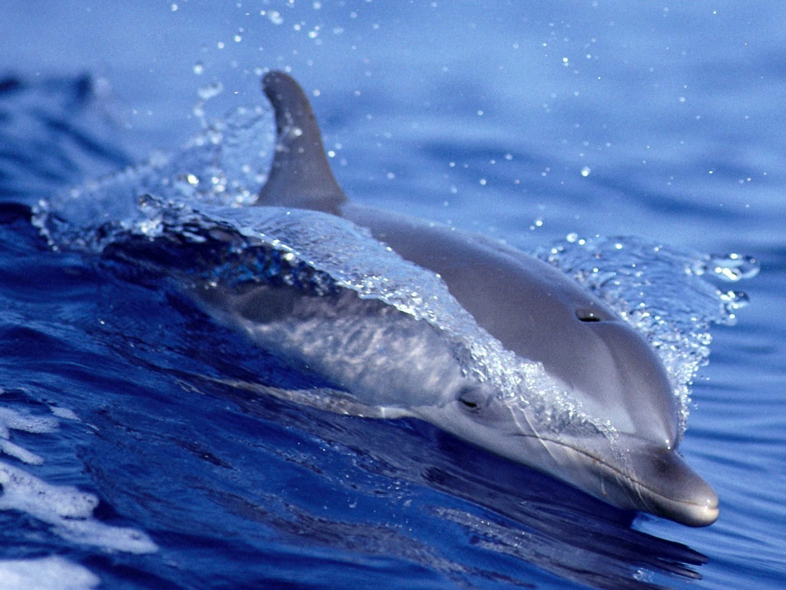 Download Animal Dolphin Wallpaper
