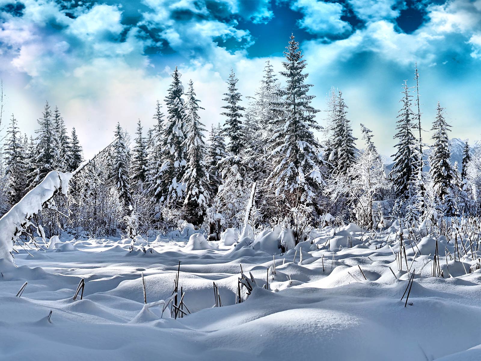 Snowy Evergreen Forest