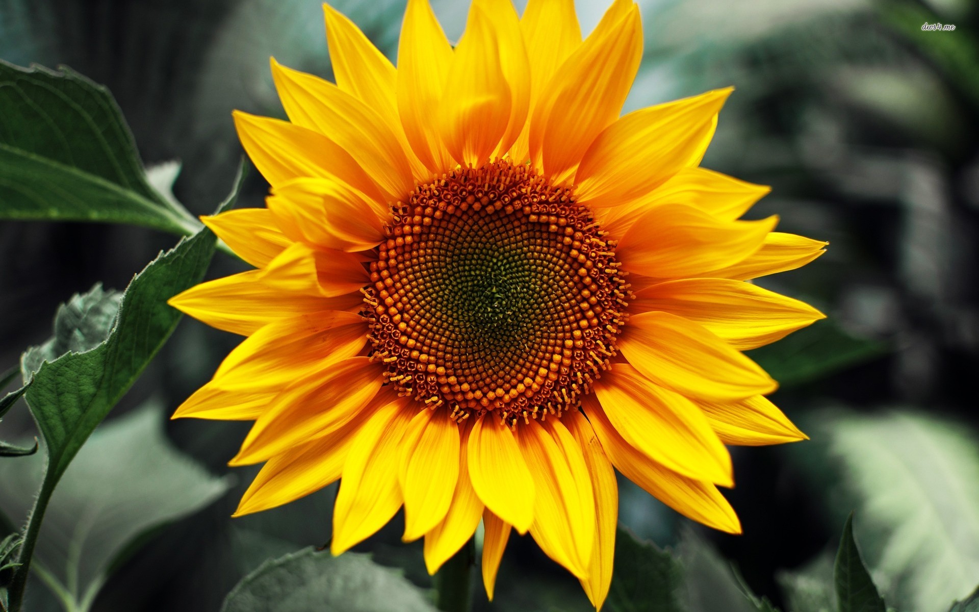 Download Flower Nature Sunflower HD Wallpaper