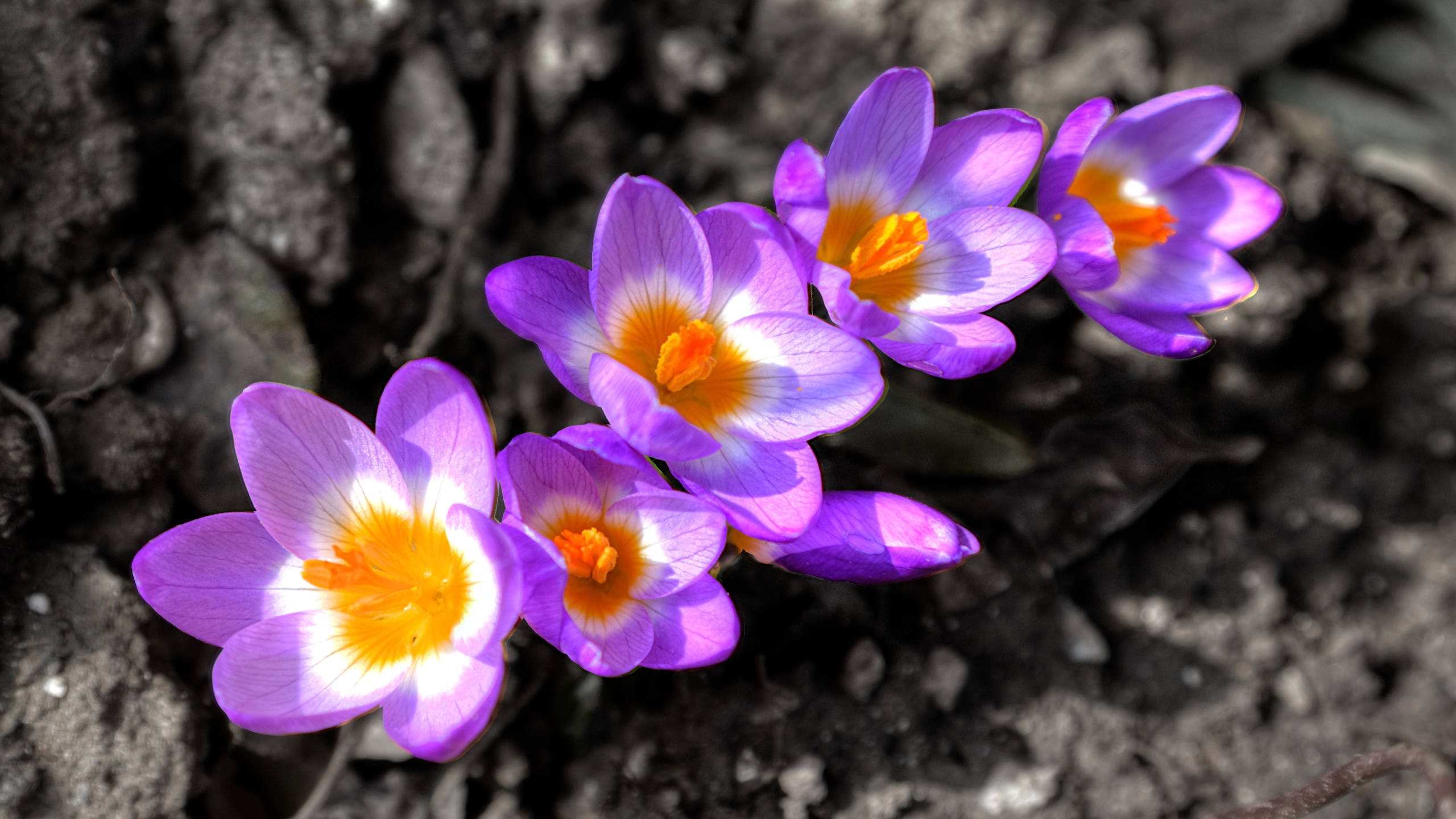 Nature Crocus HD Wallpaper