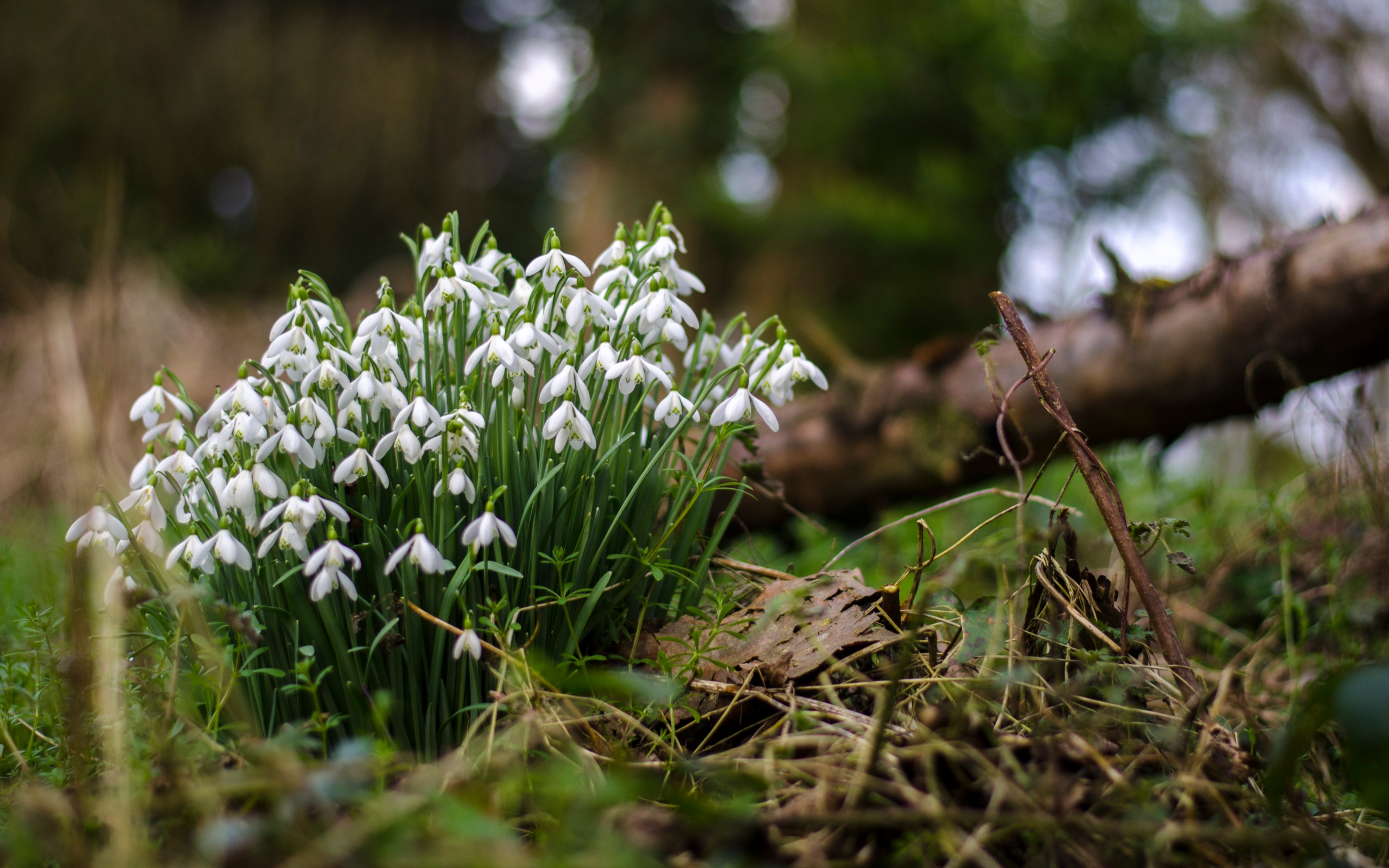 Snowdrop Serenity: HD Nature’s Delicate Floral Beauty Wallpaper