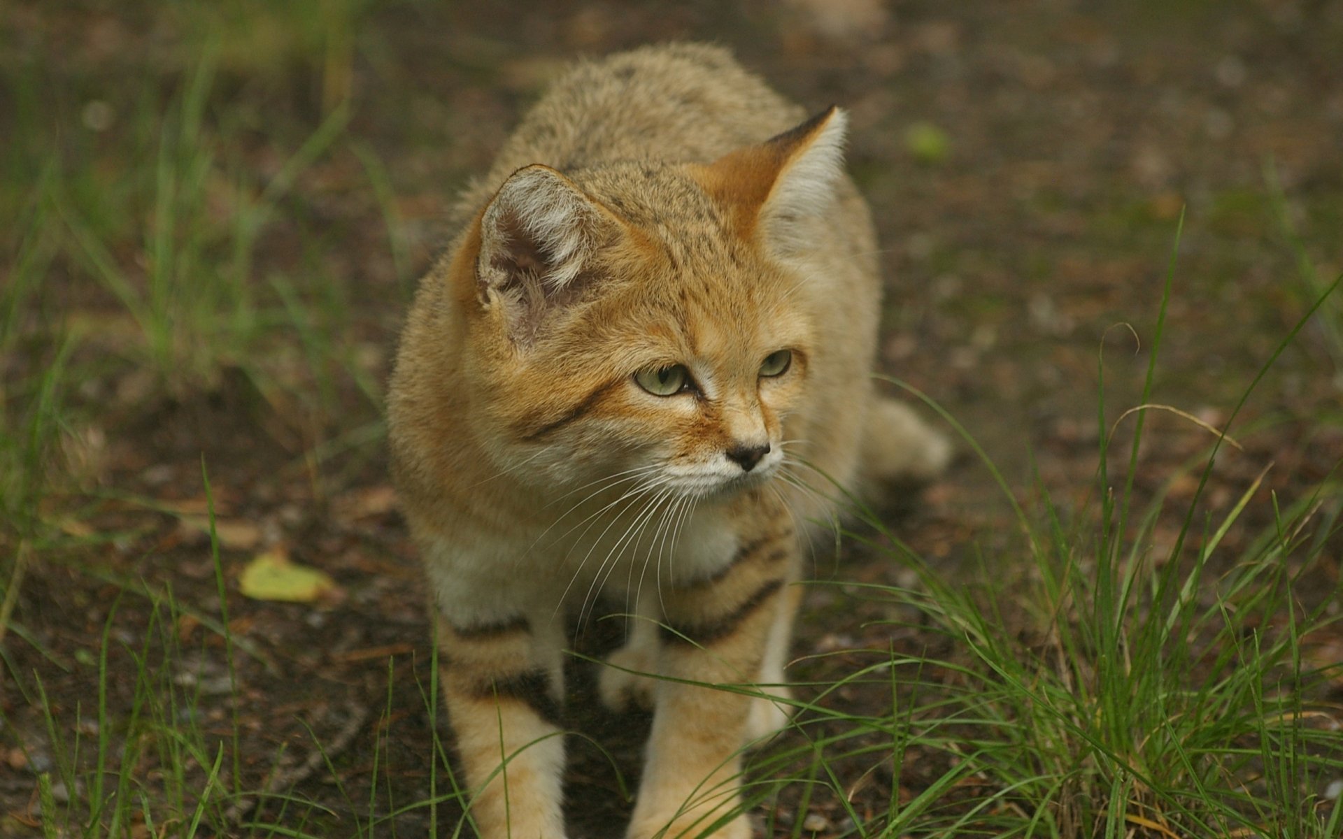 Download Animal Sand Cat HD Wallpaper