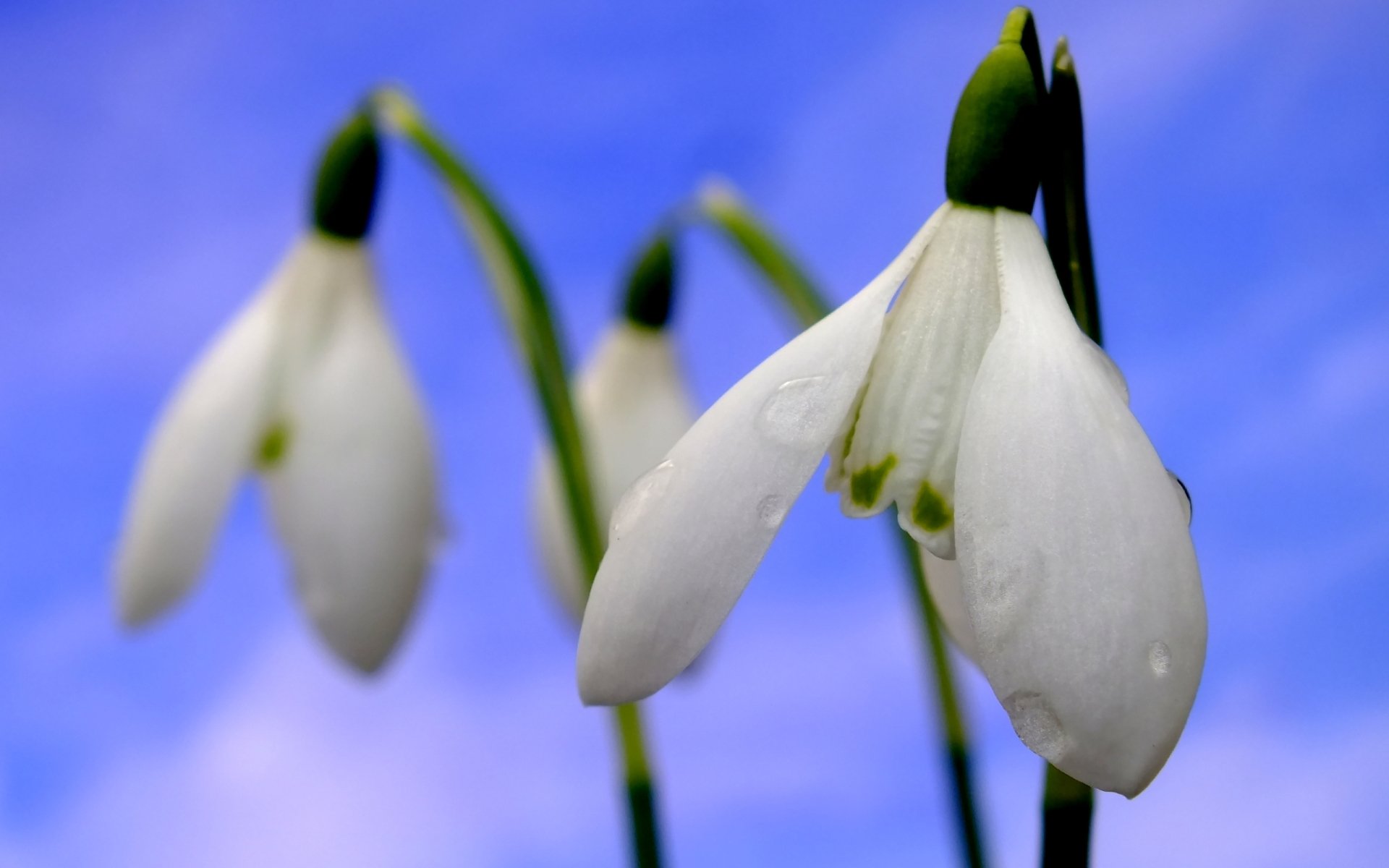 Download Flower Nature Snowdrop HD Wallpaper