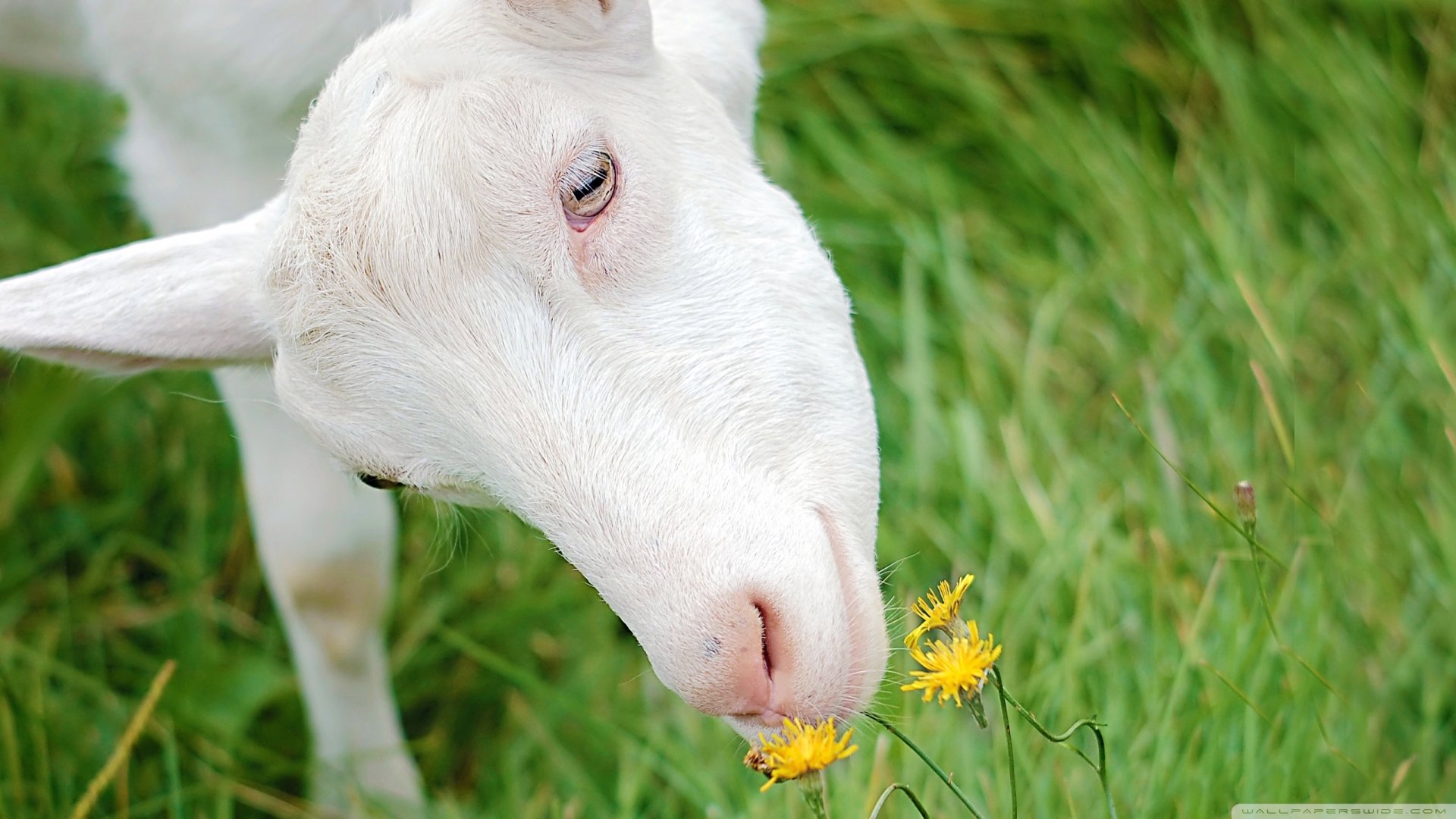 Download Animal Goat HD Wallpaper