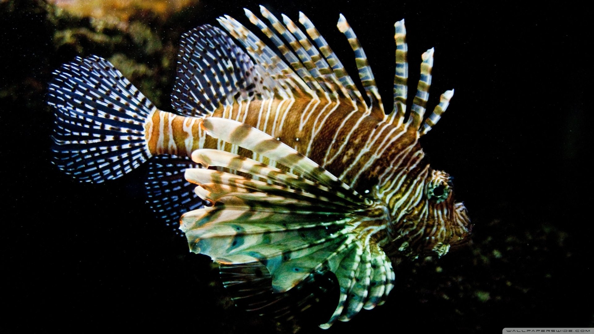 Download Fish Animal Lionfish HD Wallpaper