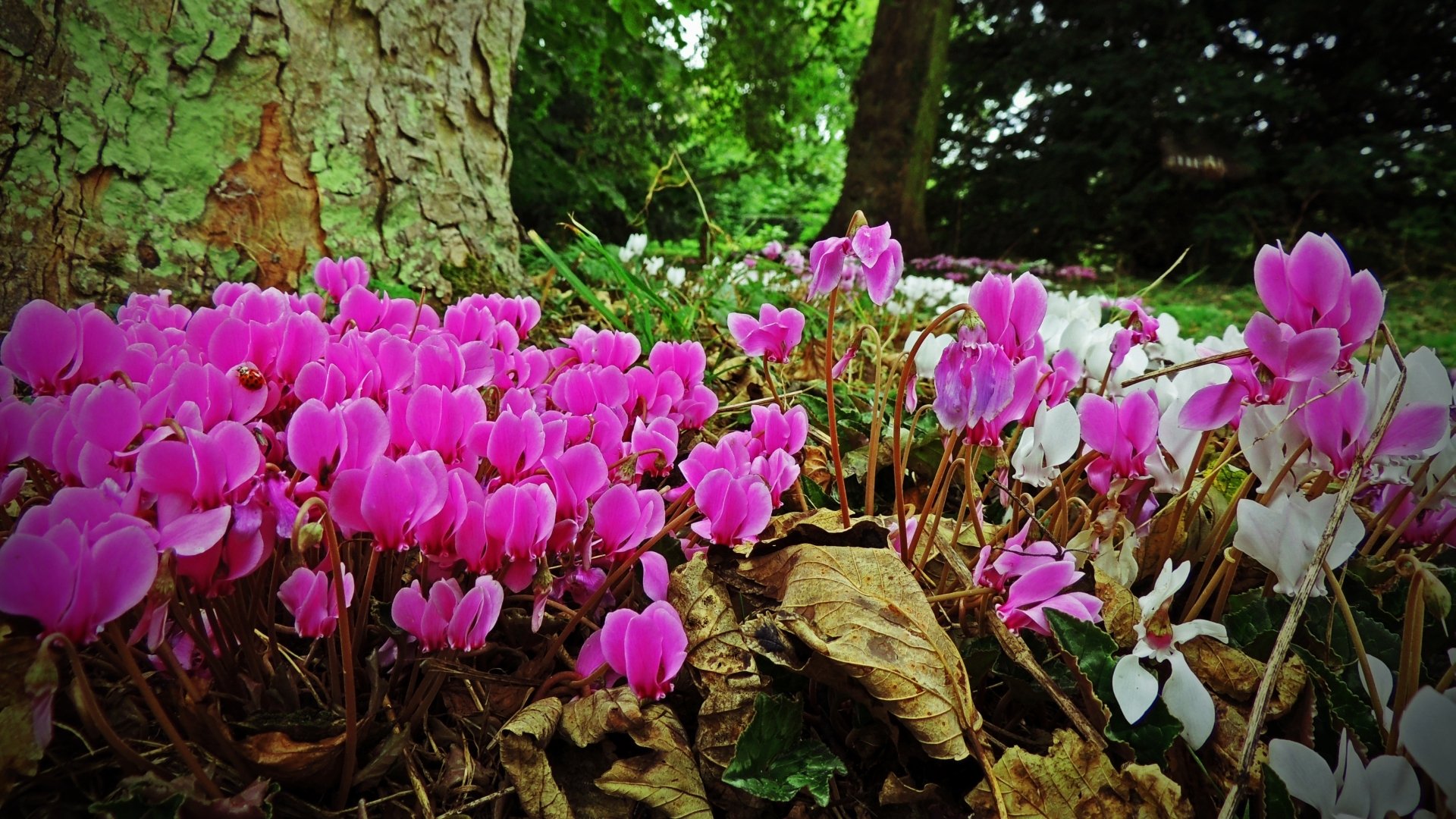 Vibrant Crocus Bloom: Nature's HD Floral Symphony