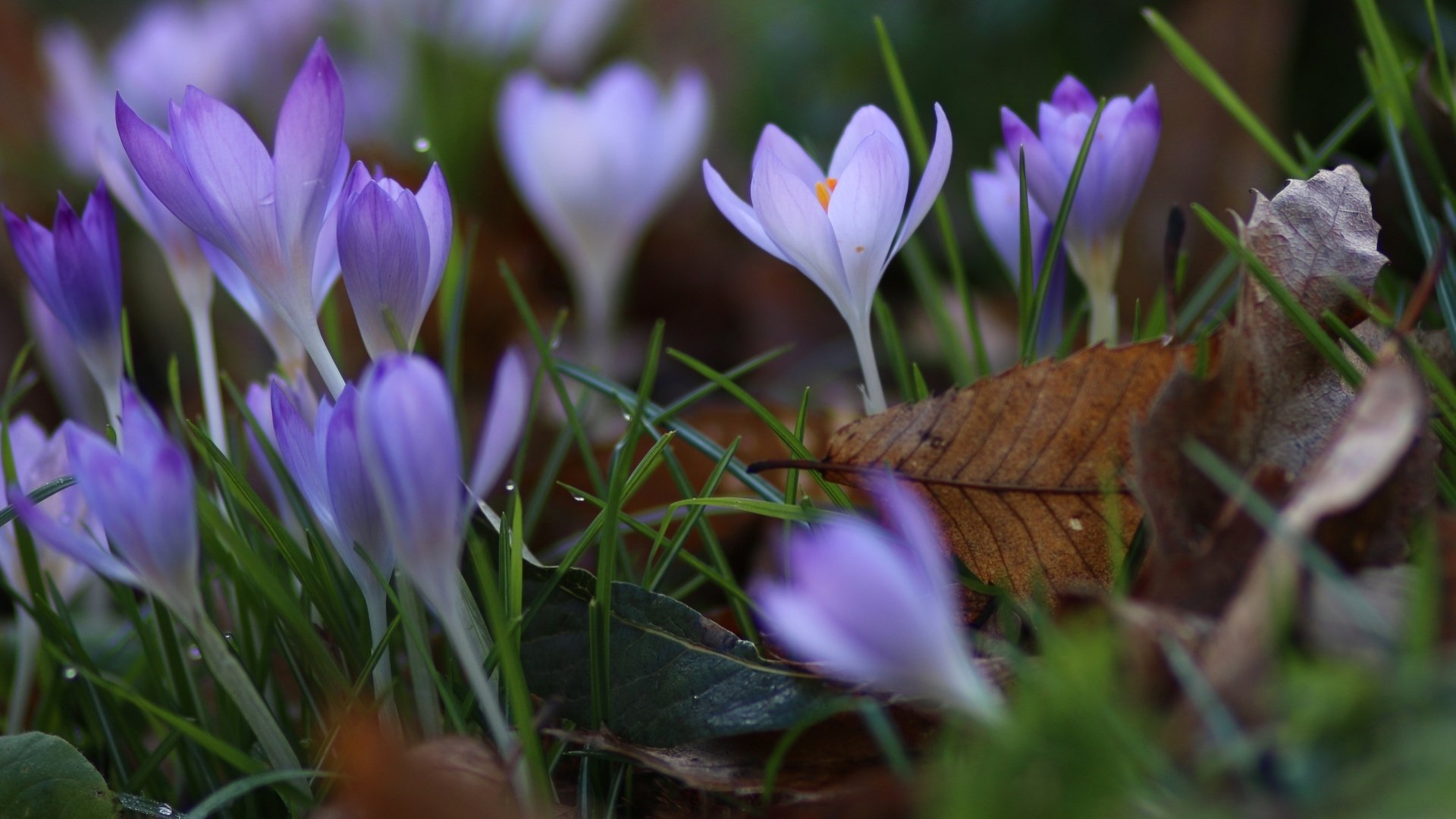 Download Nature Crocus HD Wallpaper