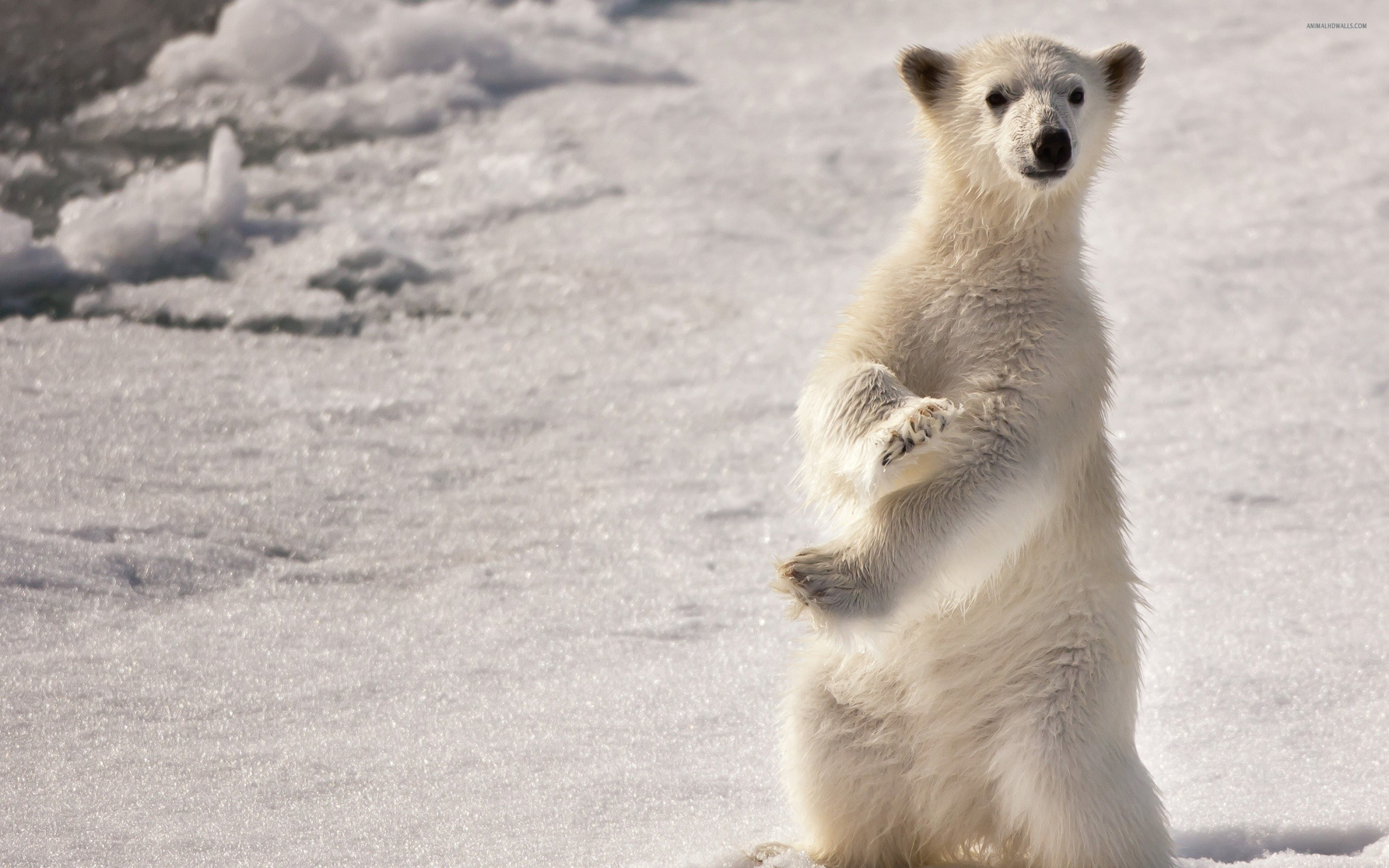Download Bear Animal Polar Bear HD Wallpaper