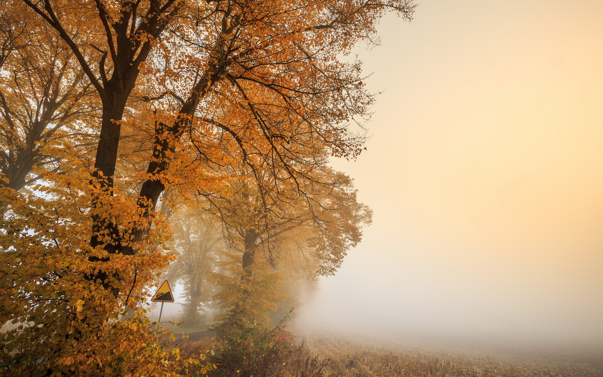 Misty Autumn Calm: HD Nature Fog Wallpaper