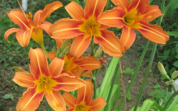 Lily - Desktop Wallpapers, Phone Wallpaper, PFP, Gifs, and More!