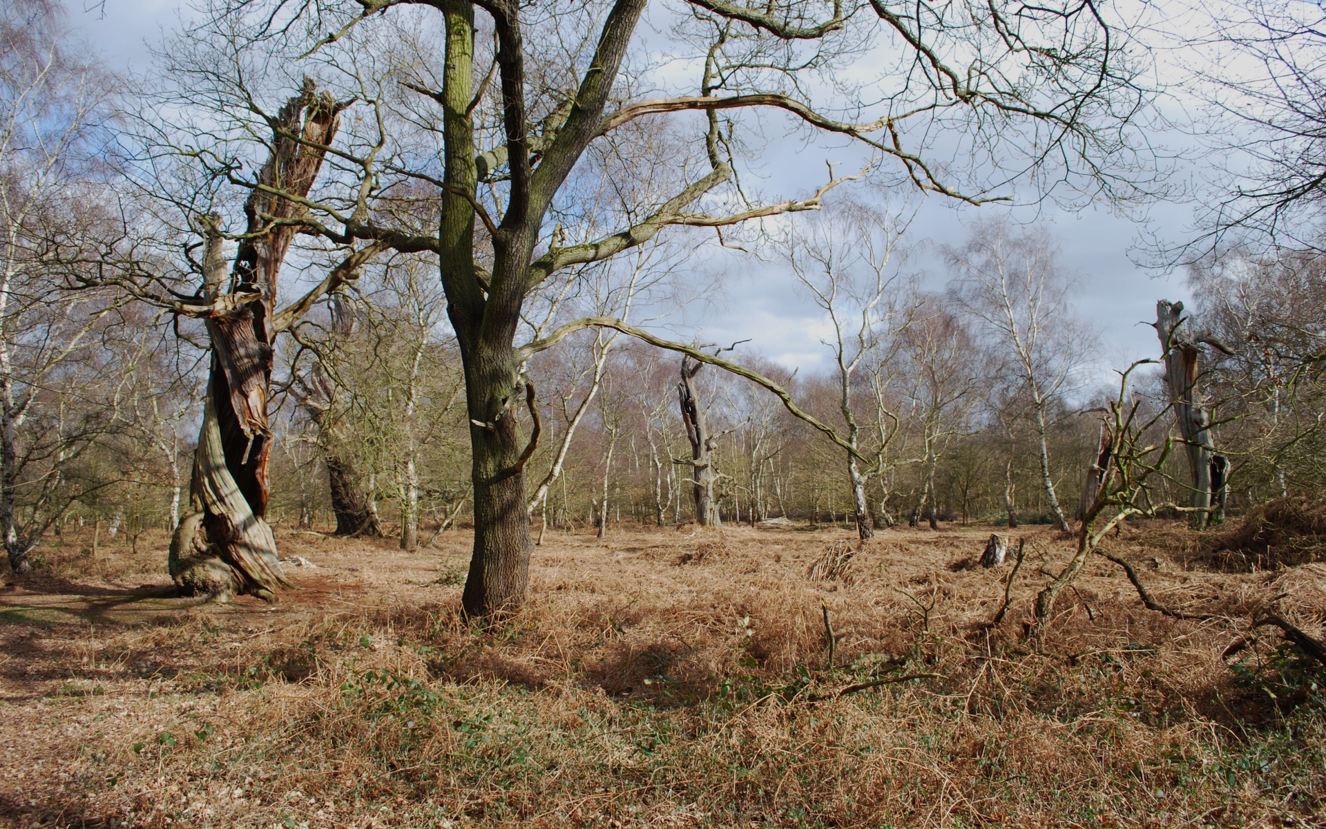 Nature Twisted Tree HD Wallpaper