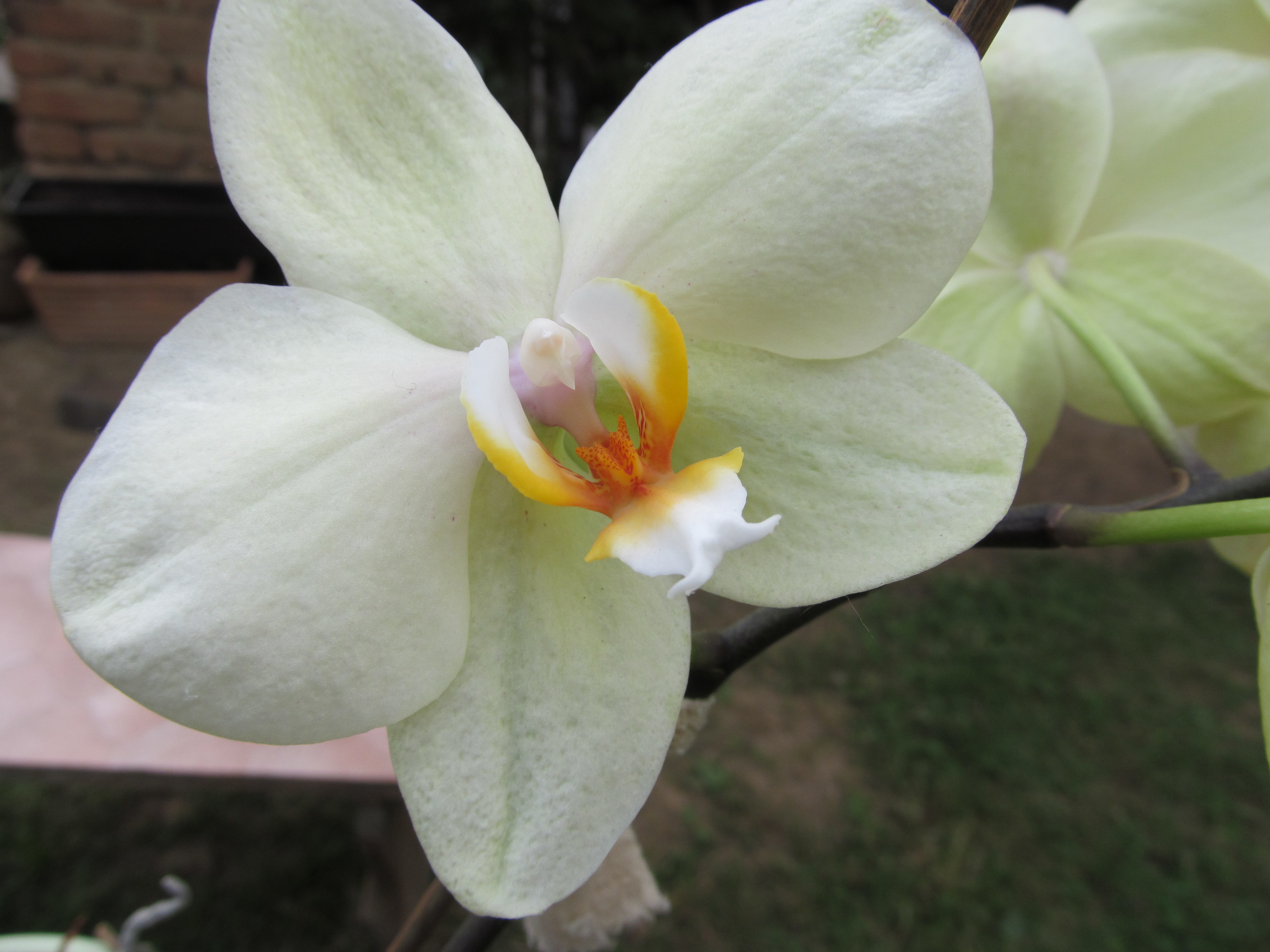 orhideja by AlphaSystem