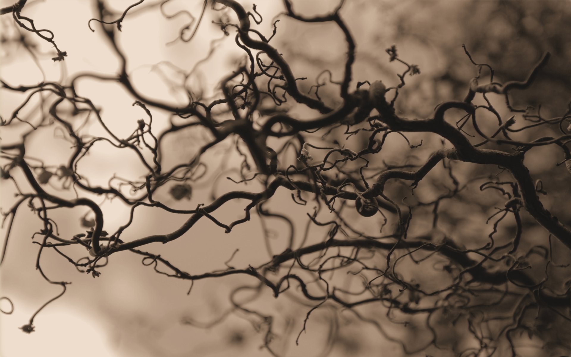 Nature Twisted Tree HD Wallpaper