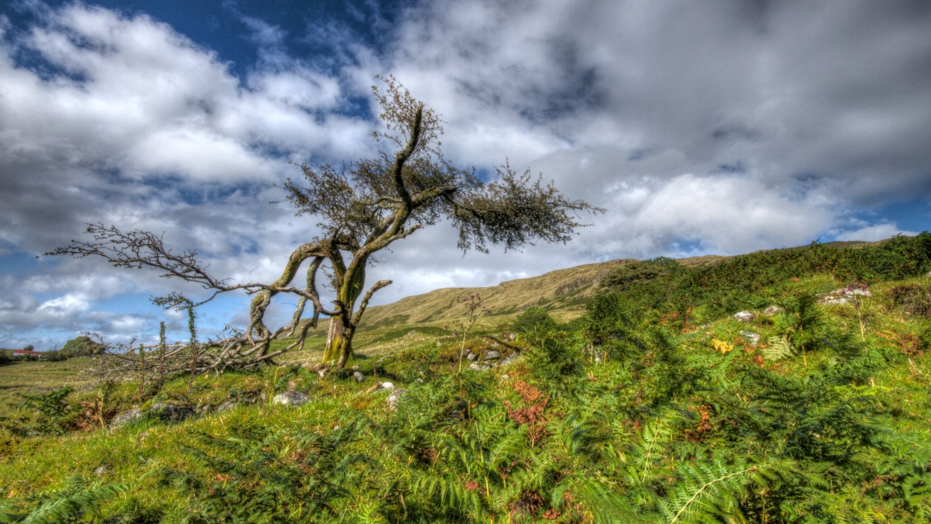 Download Nature Twisted Tree HD Wallpaper