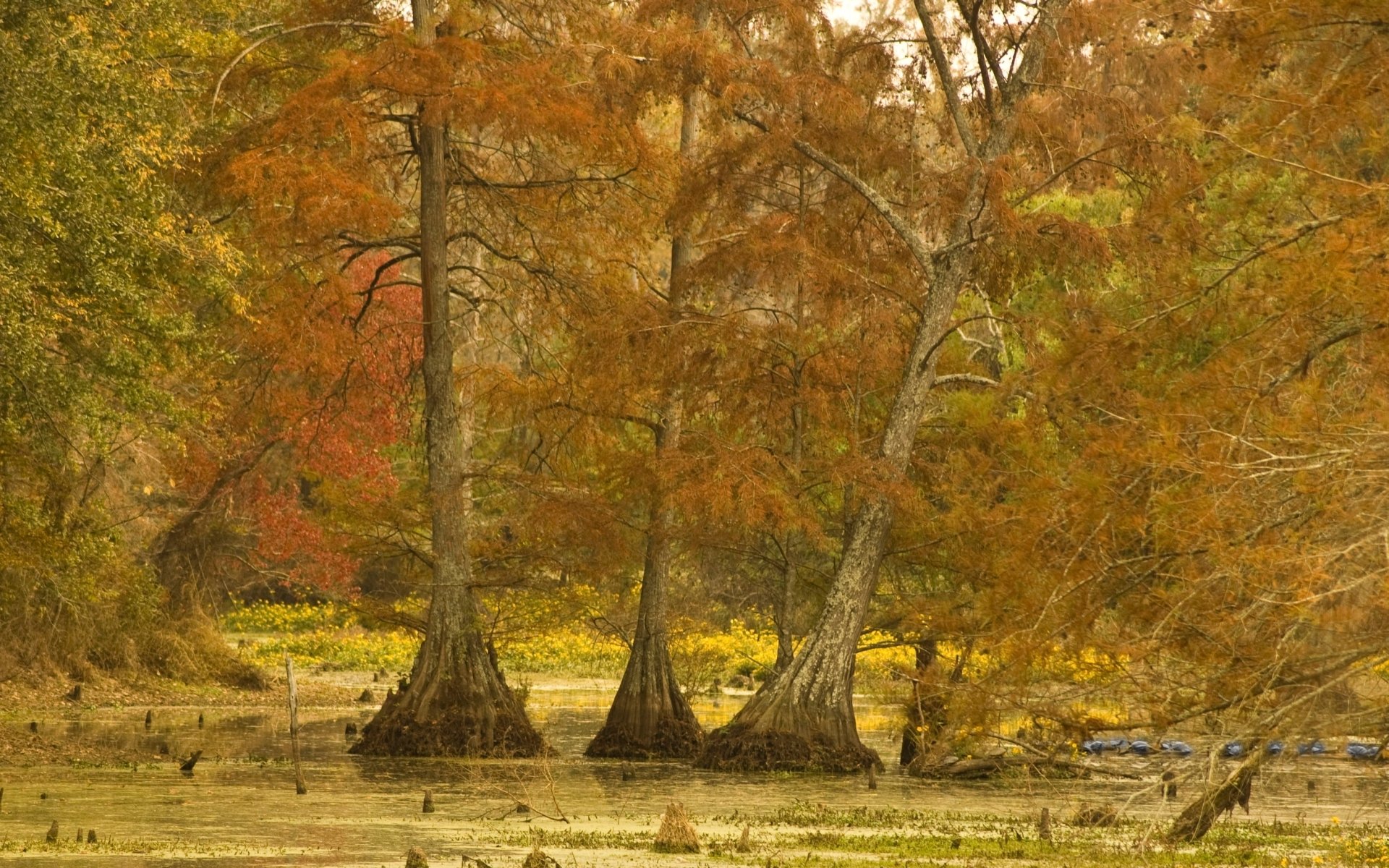 Download Nature Swamp HD Wallpaper