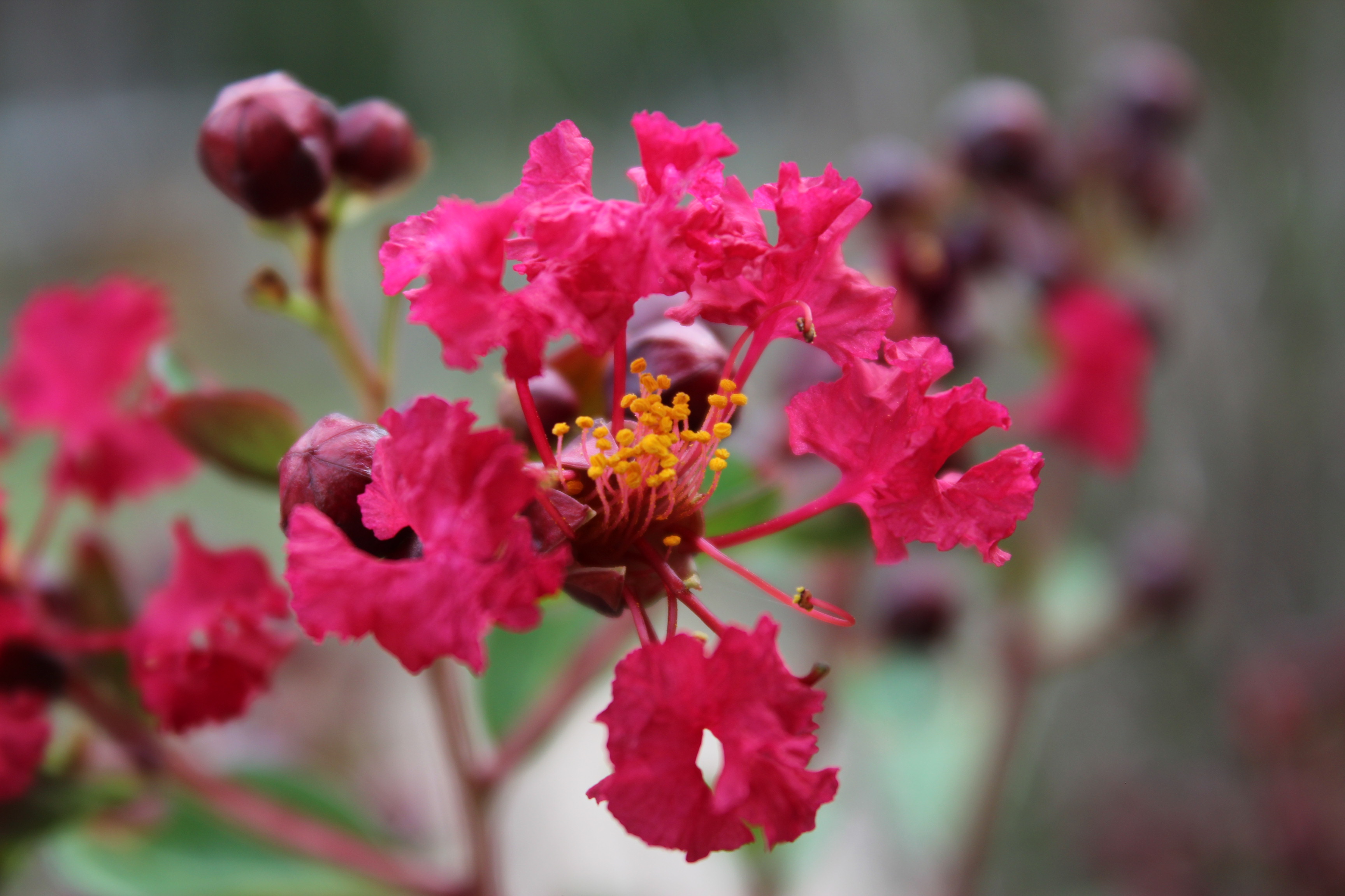 Crepe myrtle, the second one by Zachary