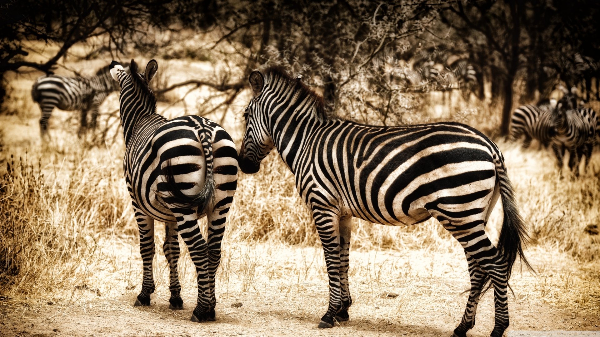 Stunning HD Zebra Wallpaper: Nature's Striped Beauty