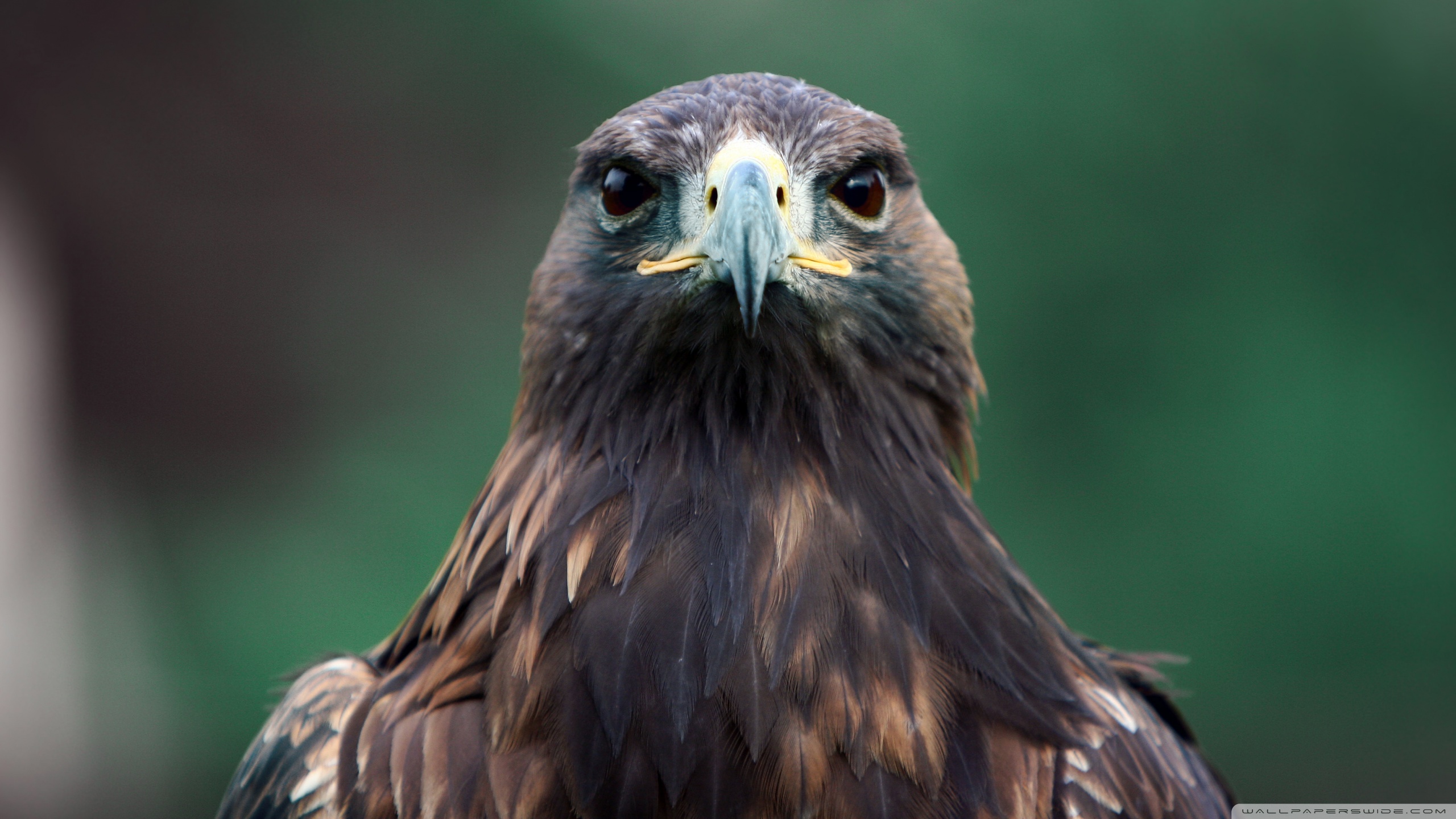 Download Bird Animal Hawk HD Wallpaper