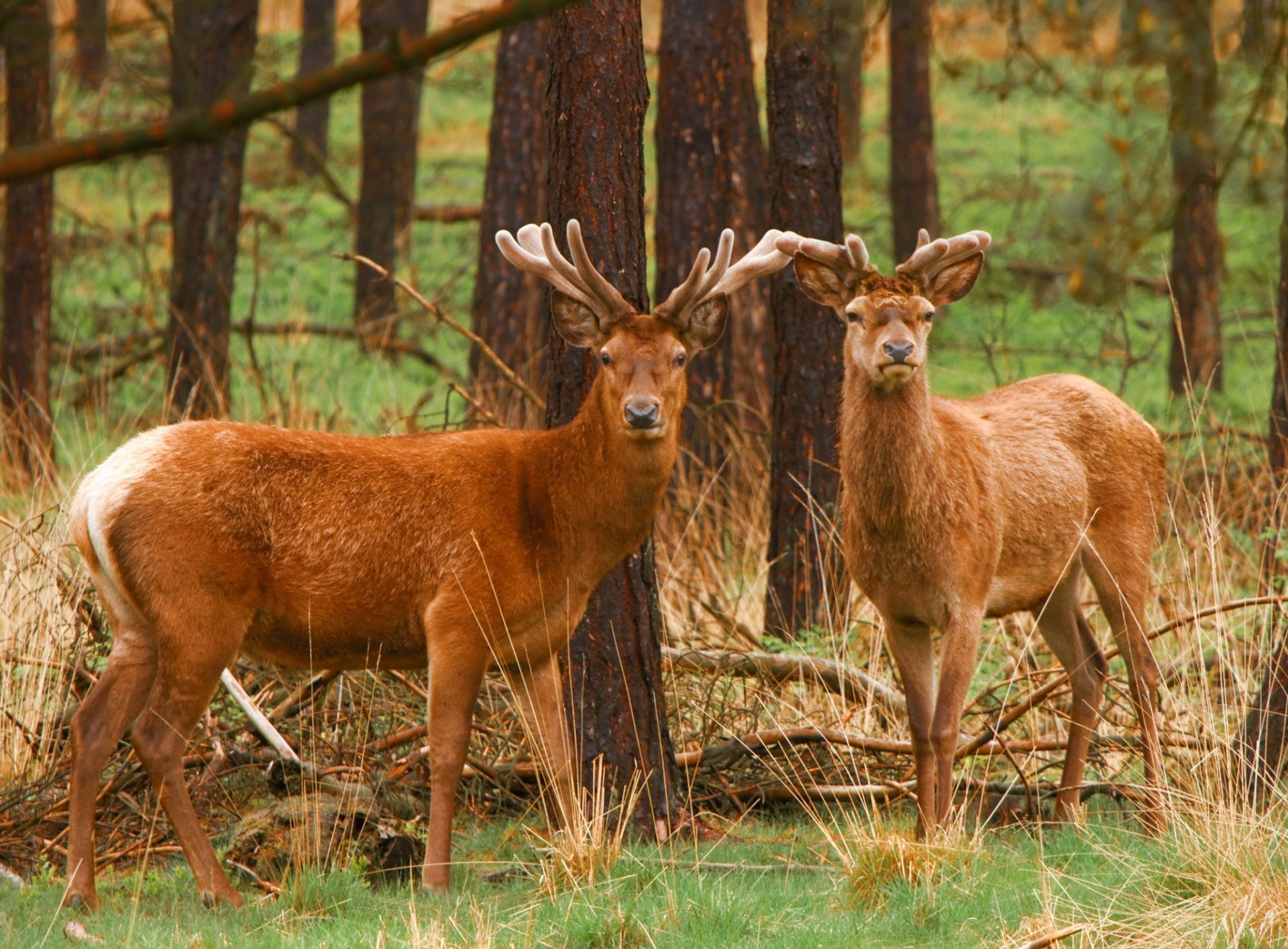 Majestic Red Deer in Forest – HD Animal Wallpaper