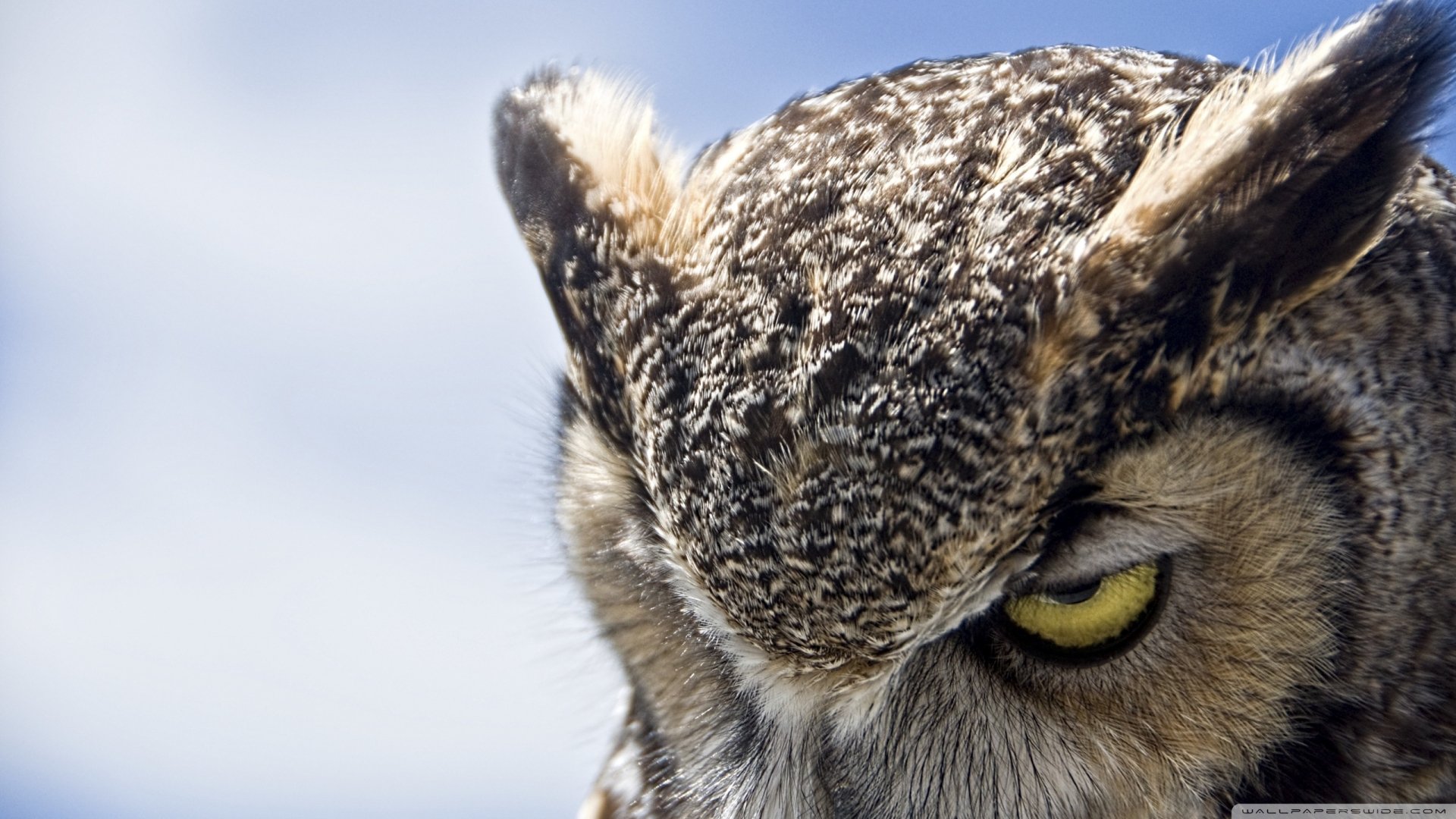 Animal Owl HD Wallpaper