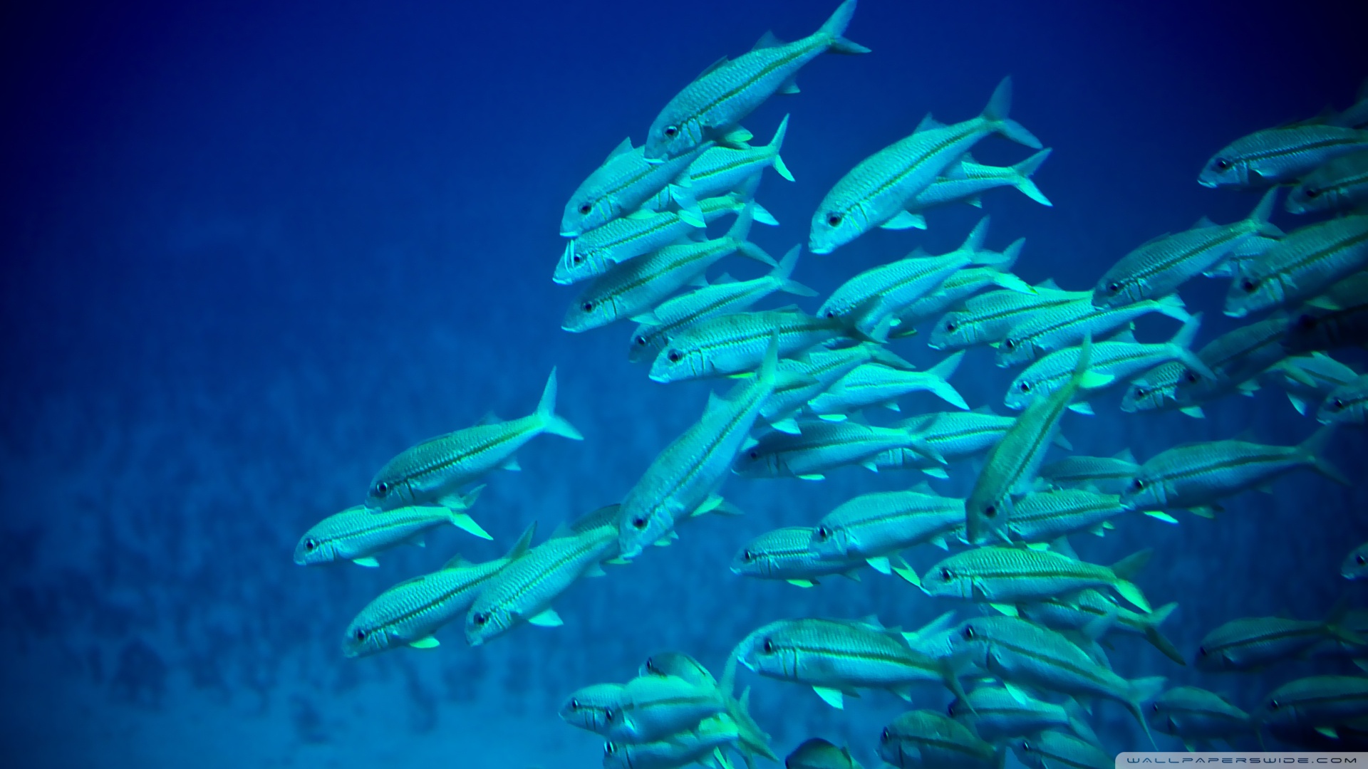 Download Animal Fish HD Wallpaper
