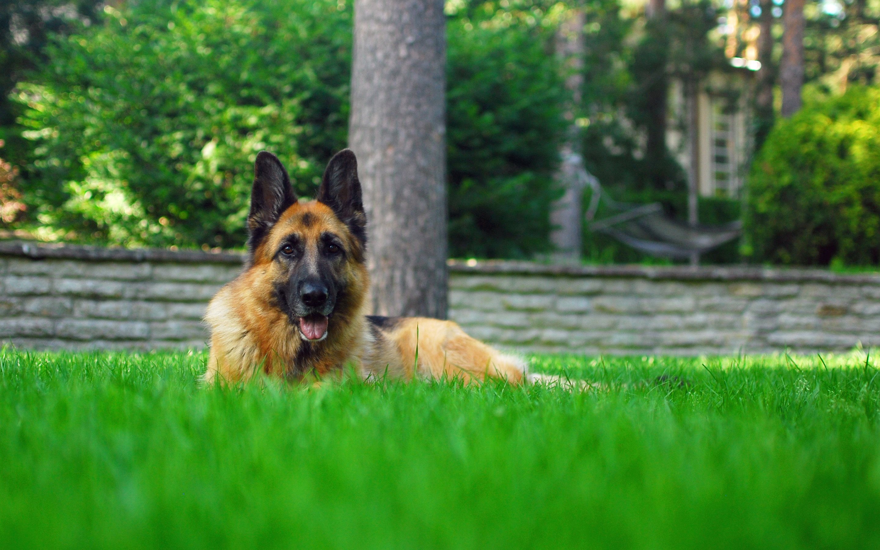 Majestic German Shepherd HD Wallpaper: Noble Canine in Lush Greenery