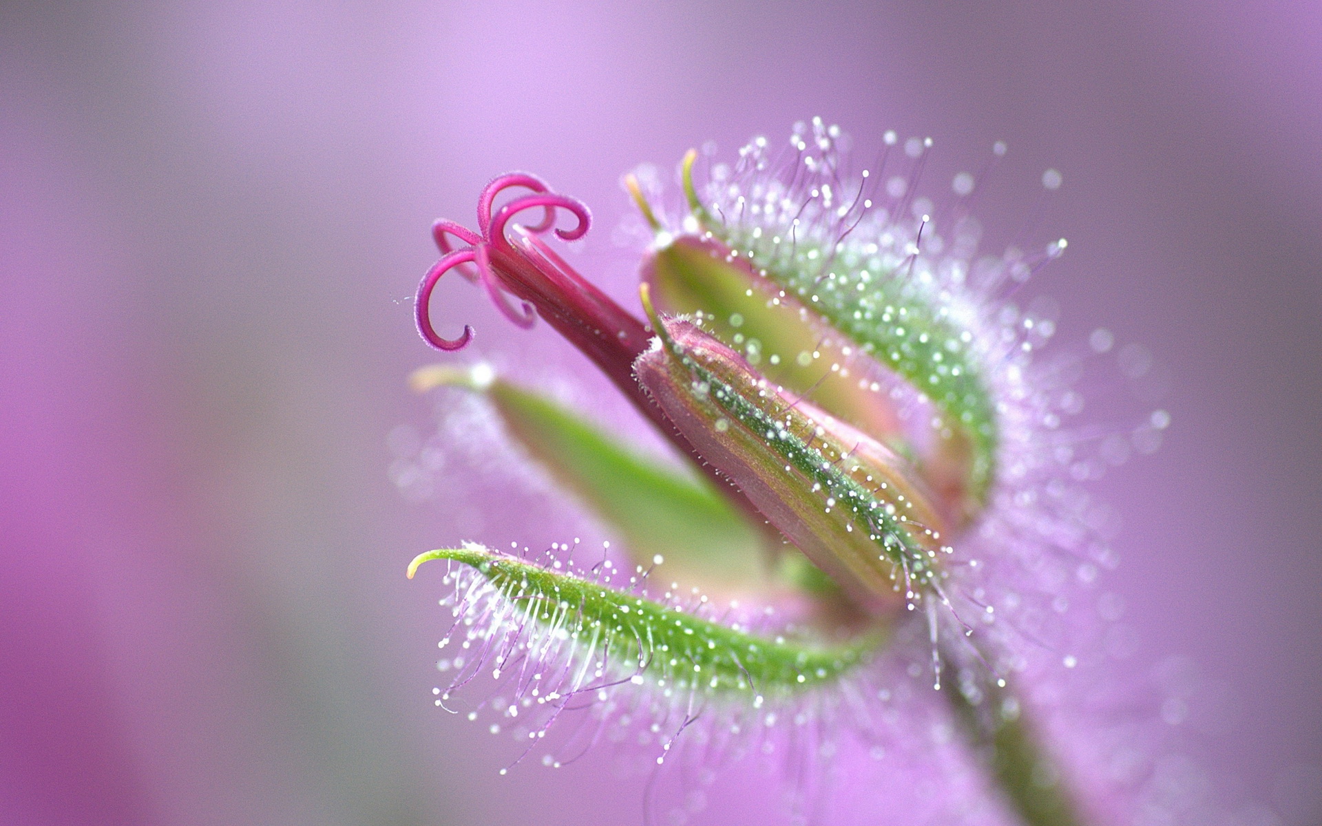 Download Nature Flower HD Wallpaper