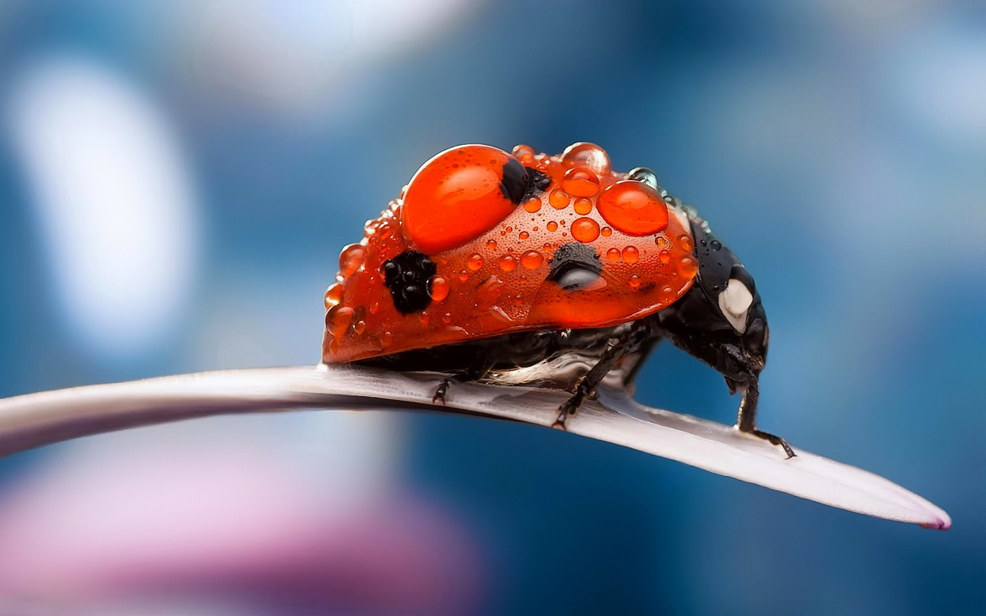 Download Animal Ladybug HD Wallpaper