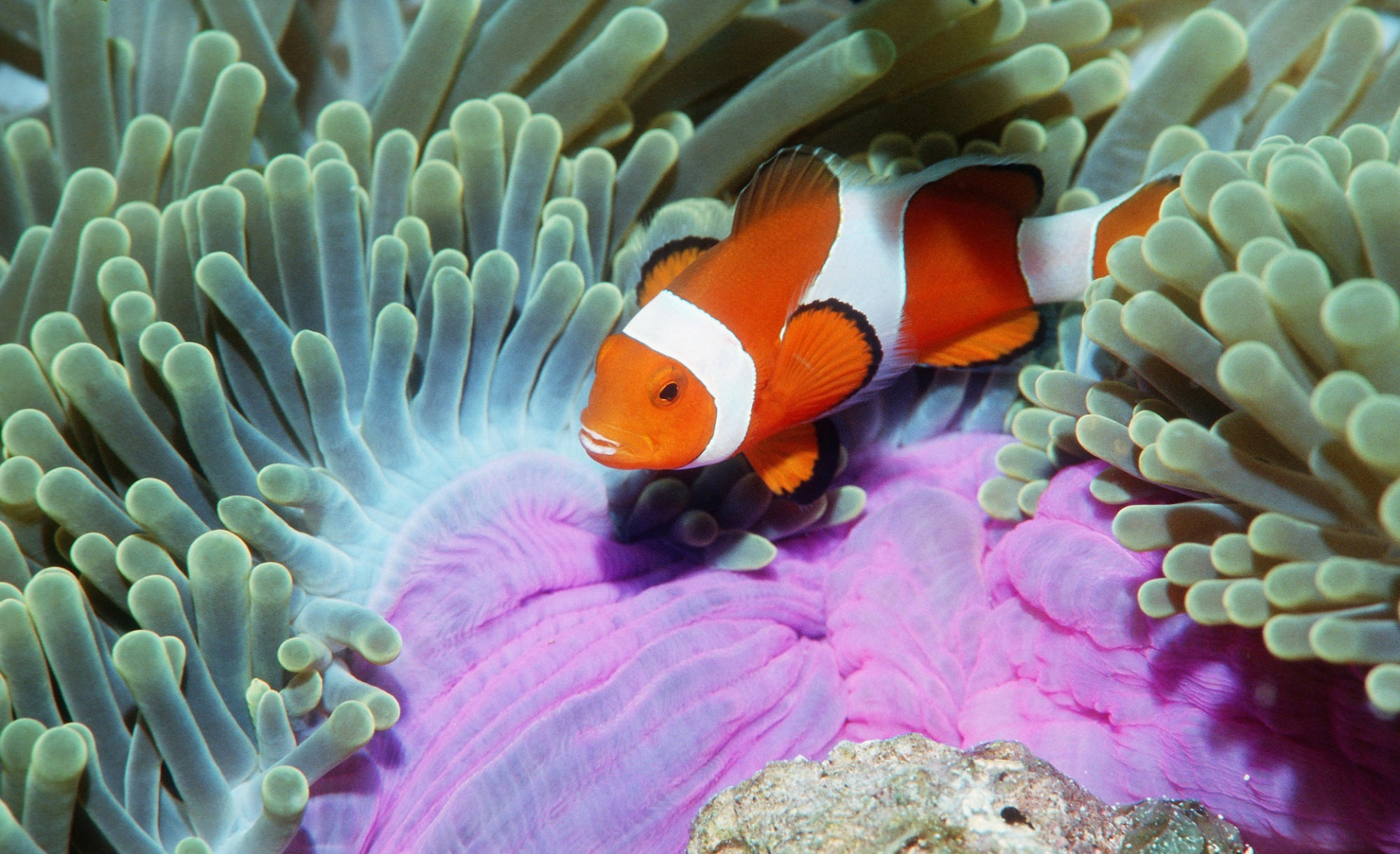 Download Fish Animal Clownfish HD Wallpaper