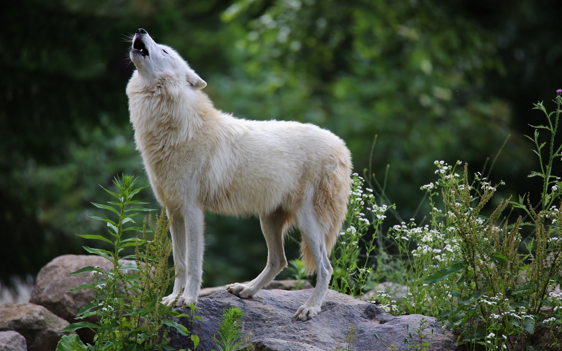 Arctic Wolves Howling Wallpapers