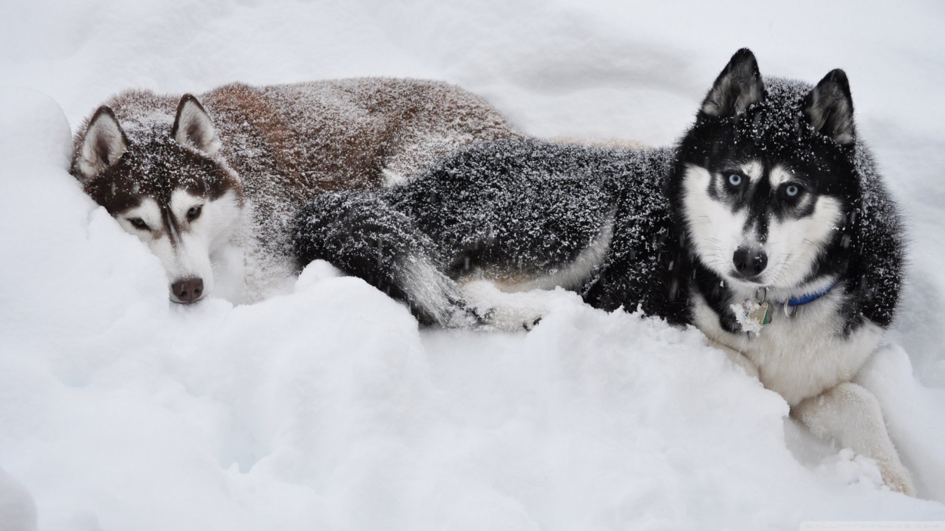 Majestic Huskies in Snow | HD Animal Wallpaper | 2560x1440 | Wallpaper ...