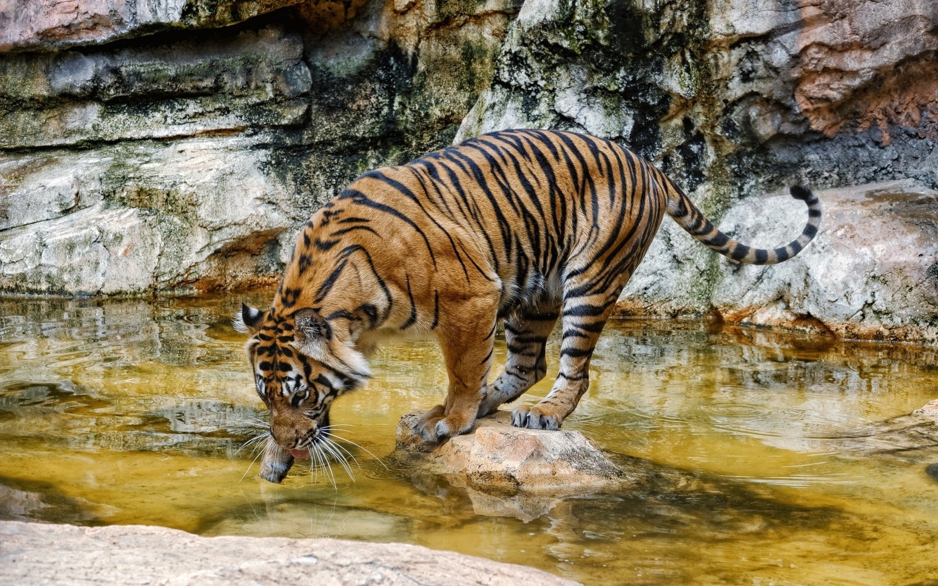 Majestic Tiger HD Wallpaper: Nature's Powerful Beauty