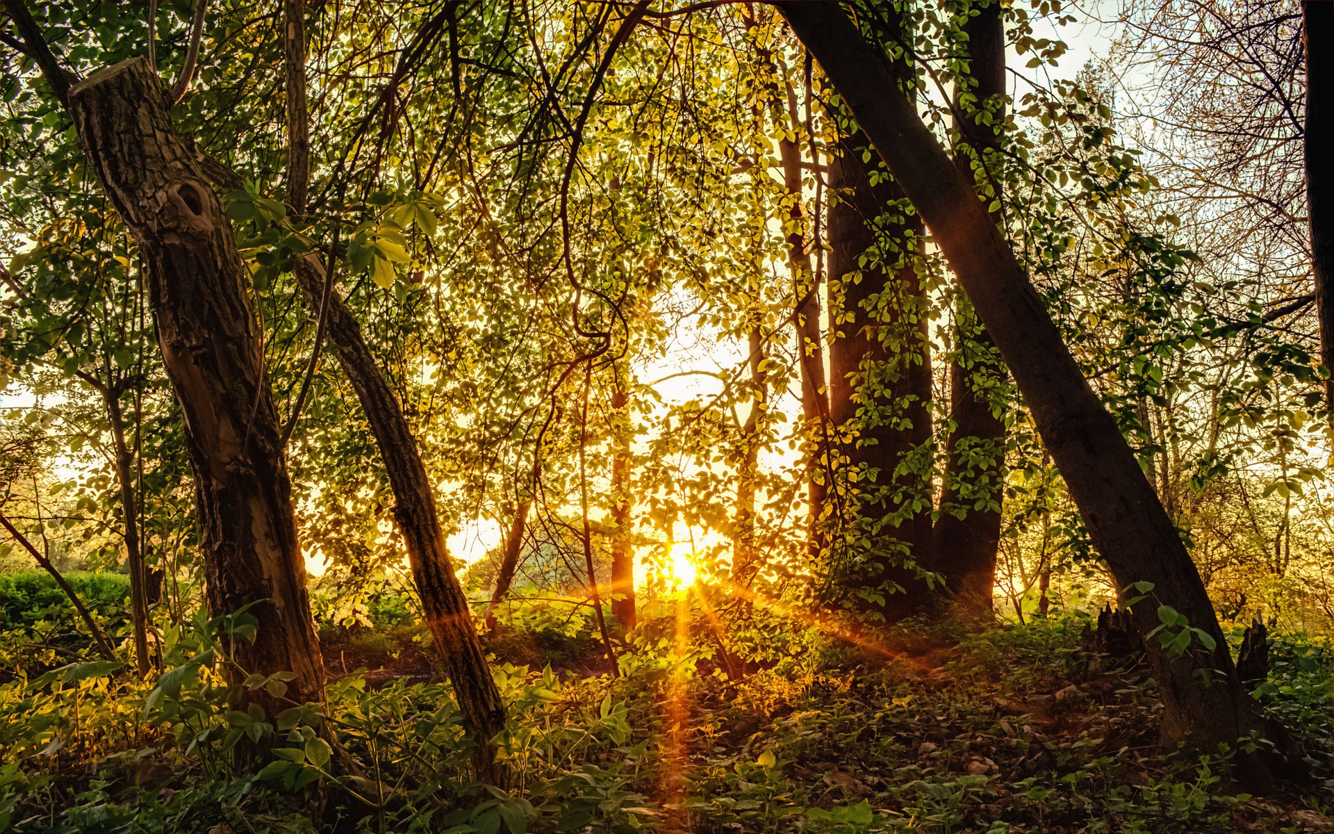 Nature Sunbeam HD Wallpaper