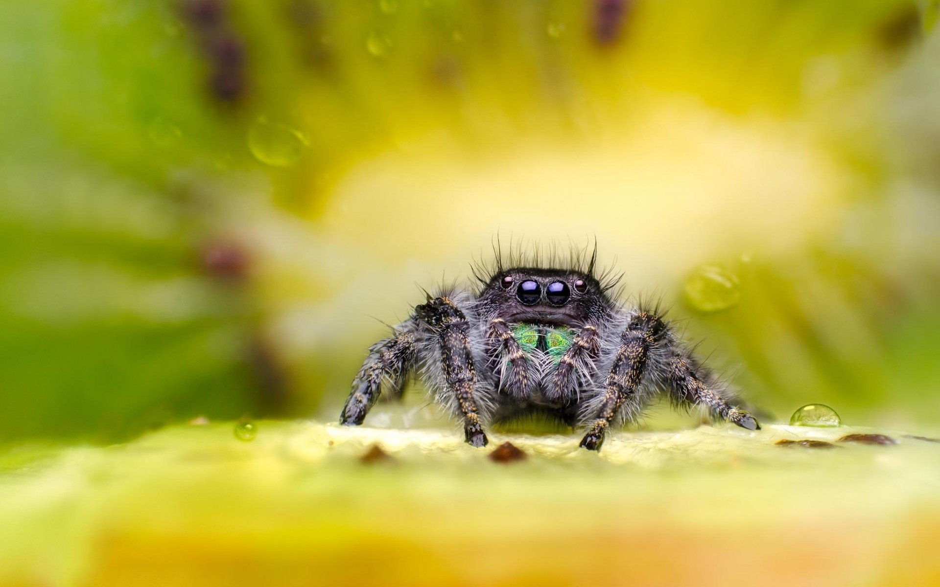 Download Jumping Spider Animal Spider HD Wallpaper