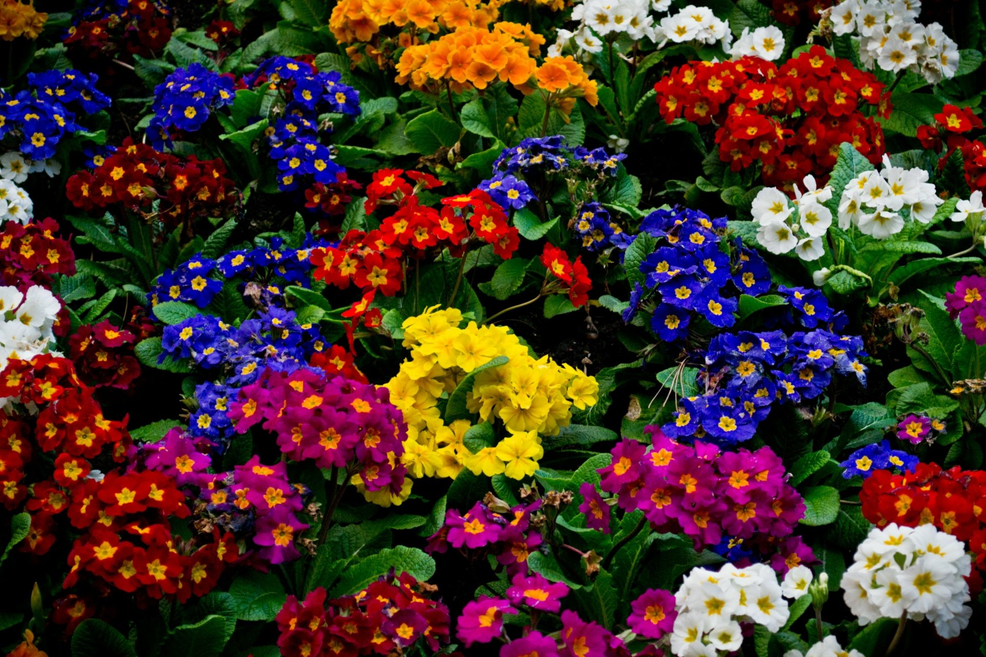 Download Nature Flower 4k Ultra HD Wallpaper | 4608x3072 | Wallpaper Abyss
