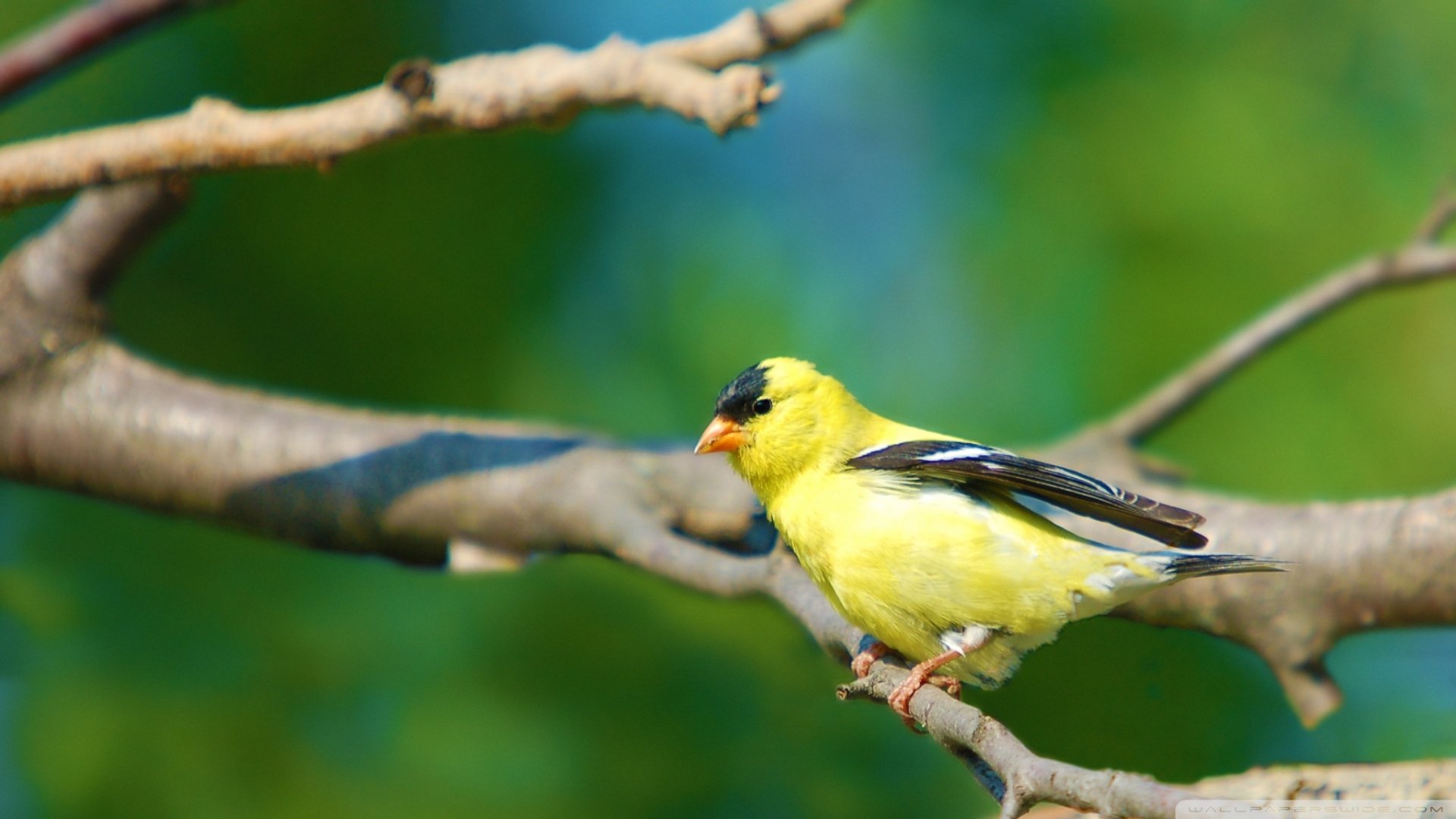 Download American Goldfinch Bird Animal Goldfinch HD Wallpaper