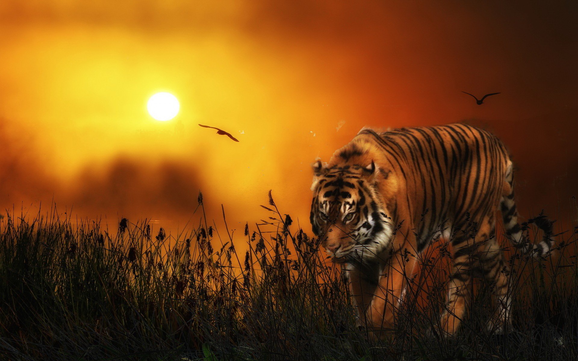 Majestic Tiger at Sunset - Stunning HD Animal Wallpaper