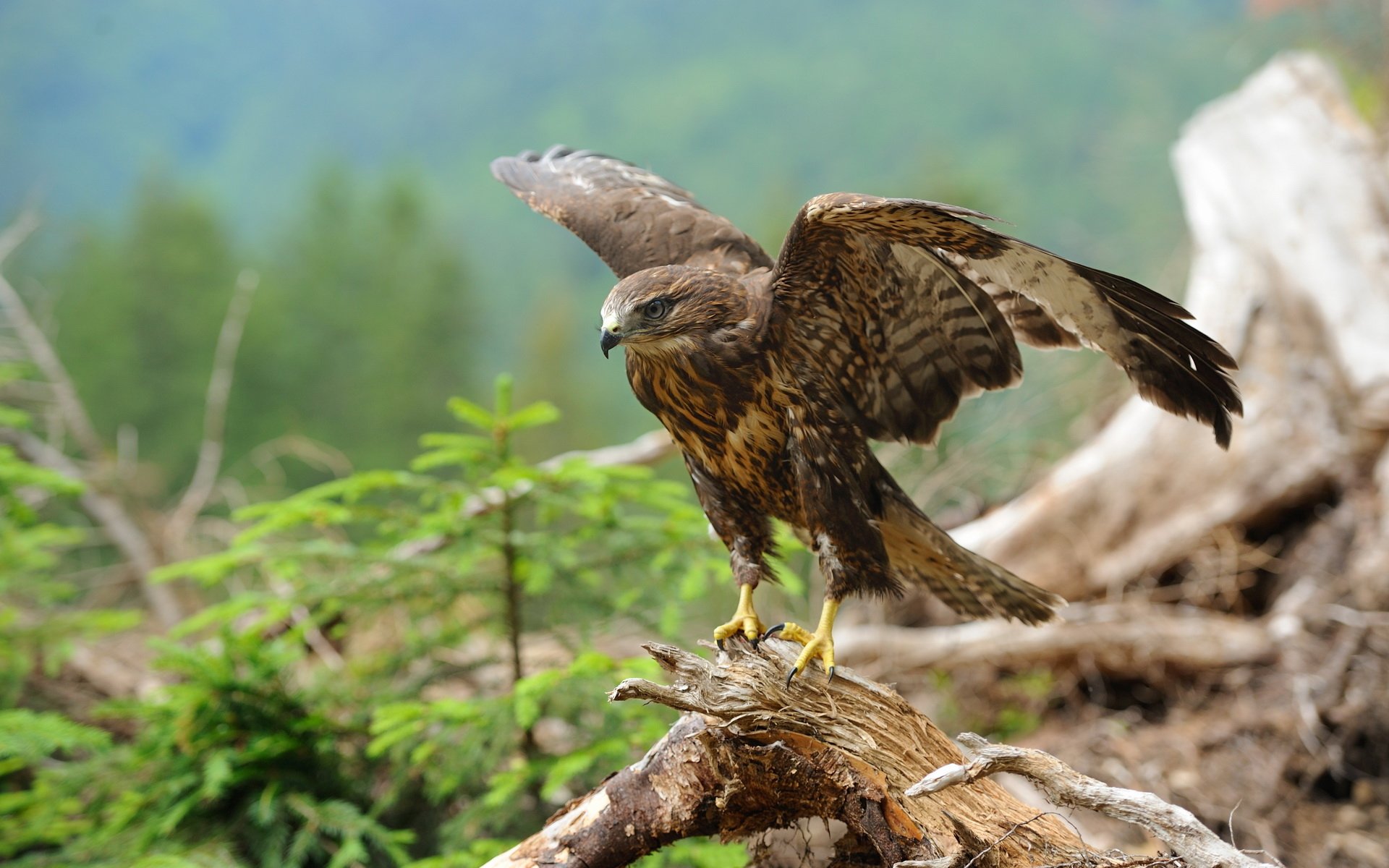 Majestic Eagle HD Wallpaper: Majesty of the Wild in Stunning Detail ...