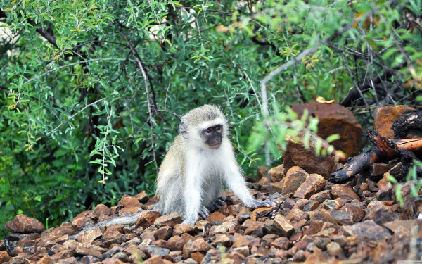 [80+] Monkey 4k Wallpapers