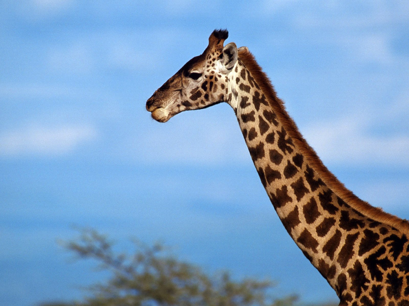 Download Animal Giraffe Wallpaper