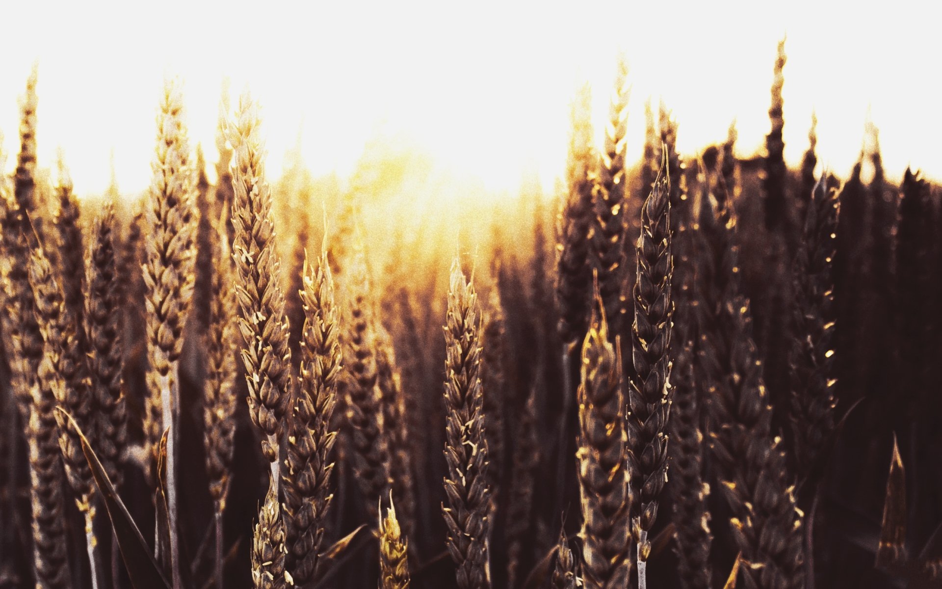Download Nature Wheat HD Wallpaper | 2560x1600 | Wallpaper Abyss