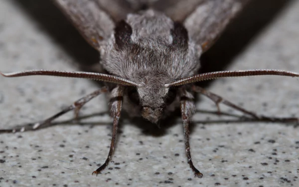 [10+] Moth 4k Wallpapers