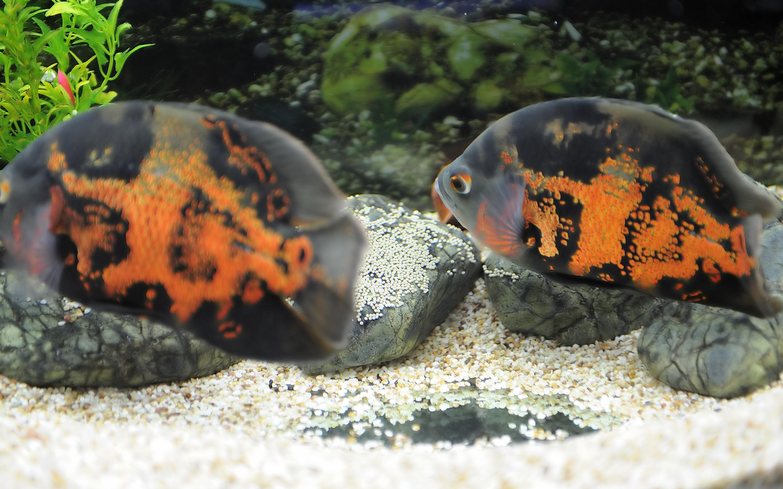 Download Fish Animal Oscar Wallpaper