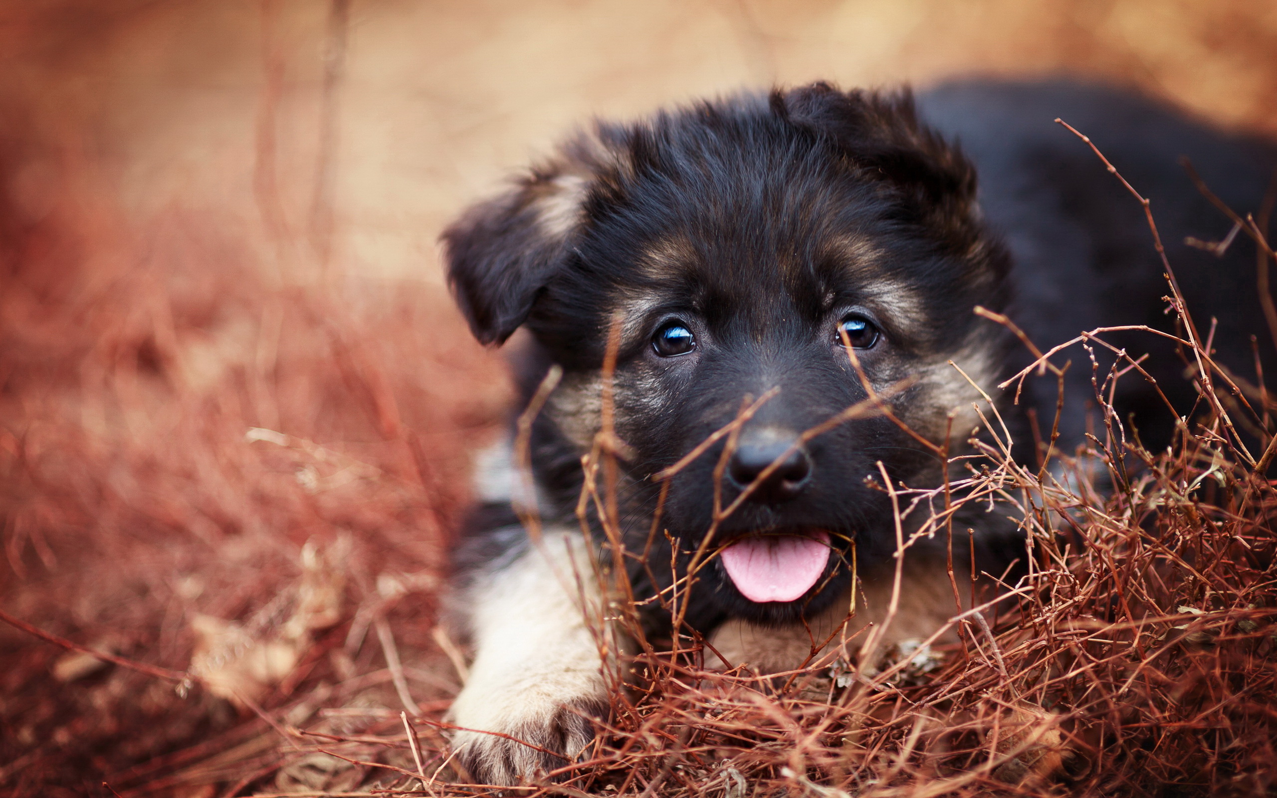 Download Animal Puppy HD Wallpaper