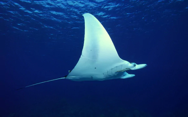[20+] Manta Ray Wallpapers