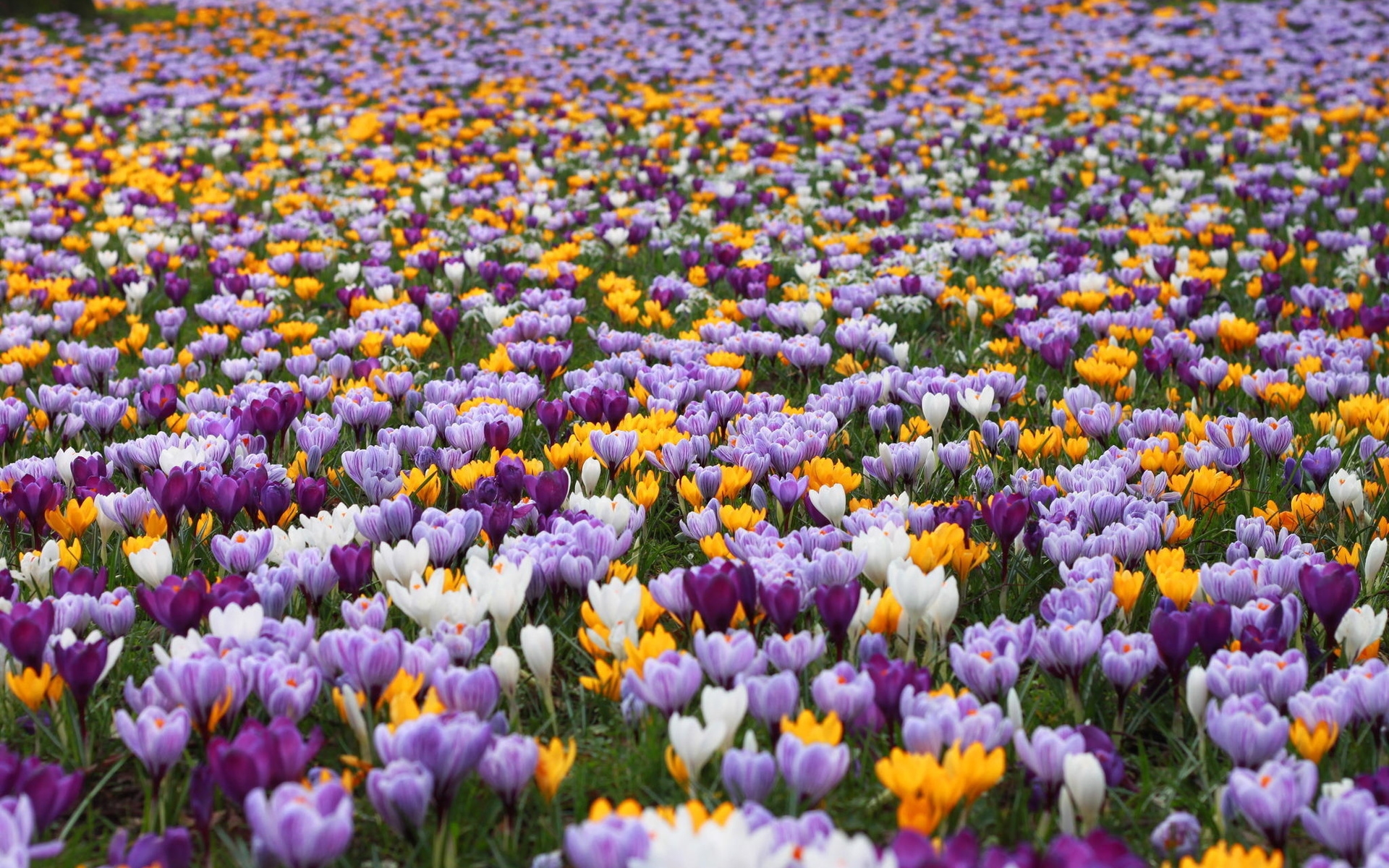 Crocus Field Wallpaper For Crocus (3840x2160) : R/wallpaper