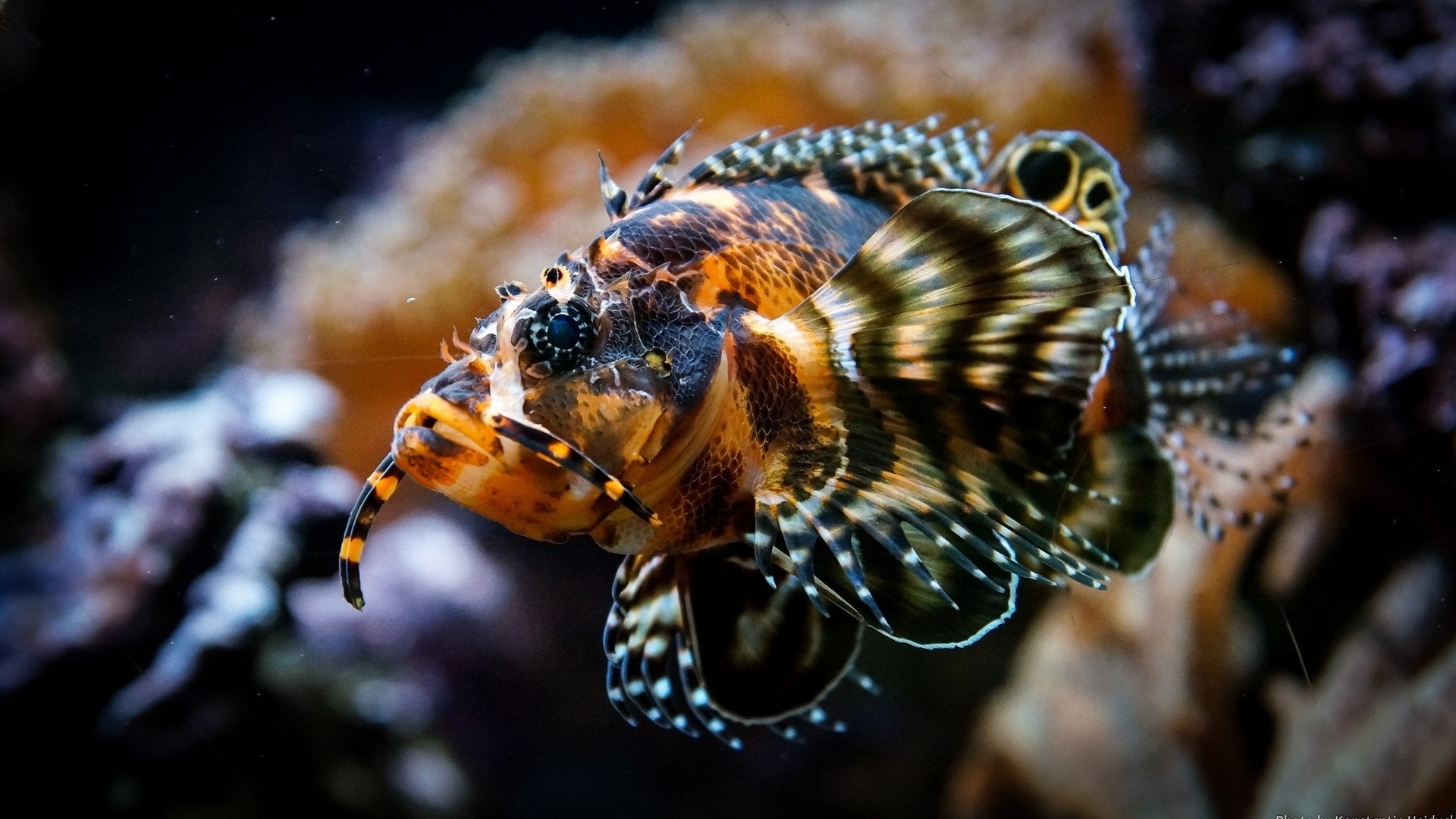 Wallpaper Hd Poisson