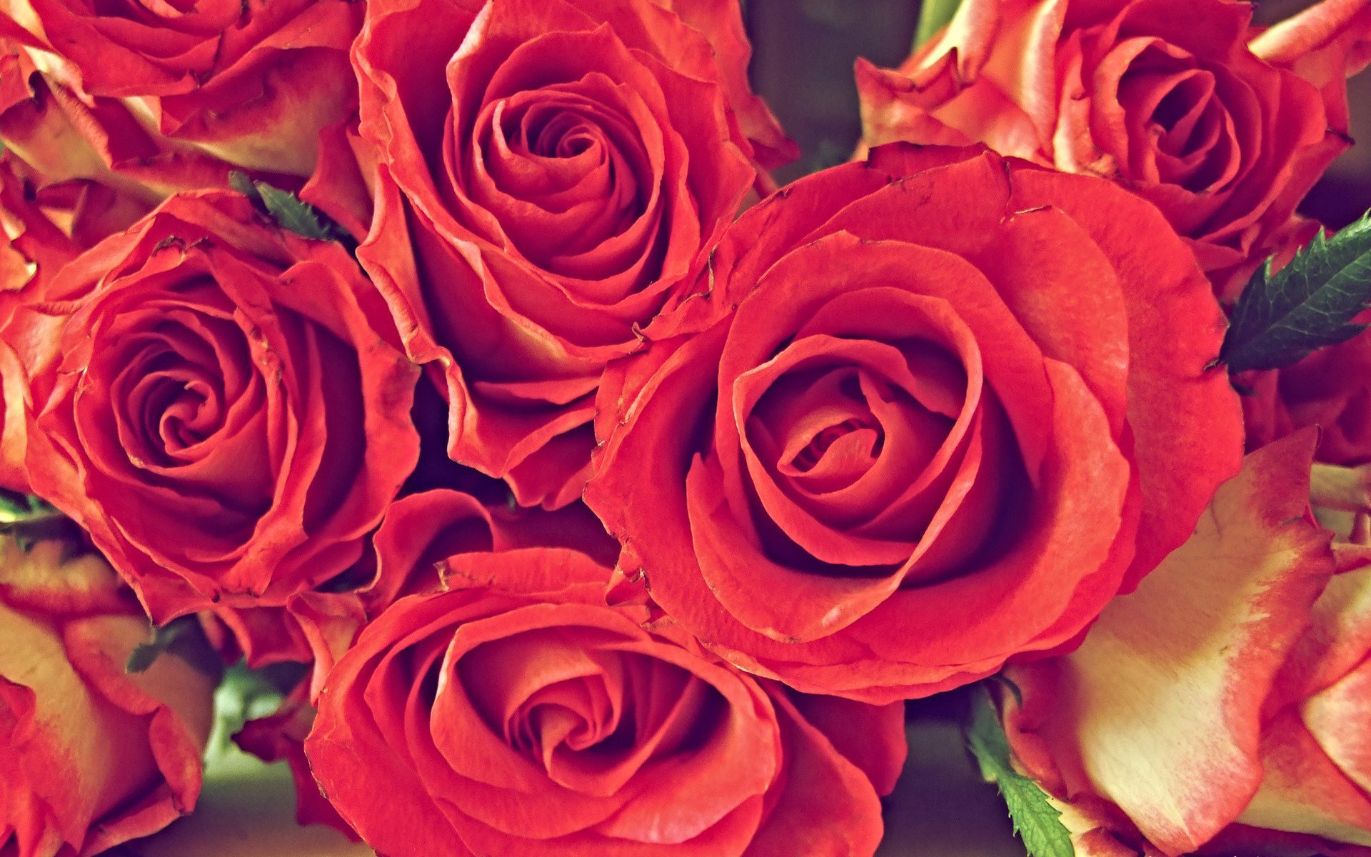 Download Nature Rose HD Wallpaper | 1920x1200 | Wallpaper Abyss