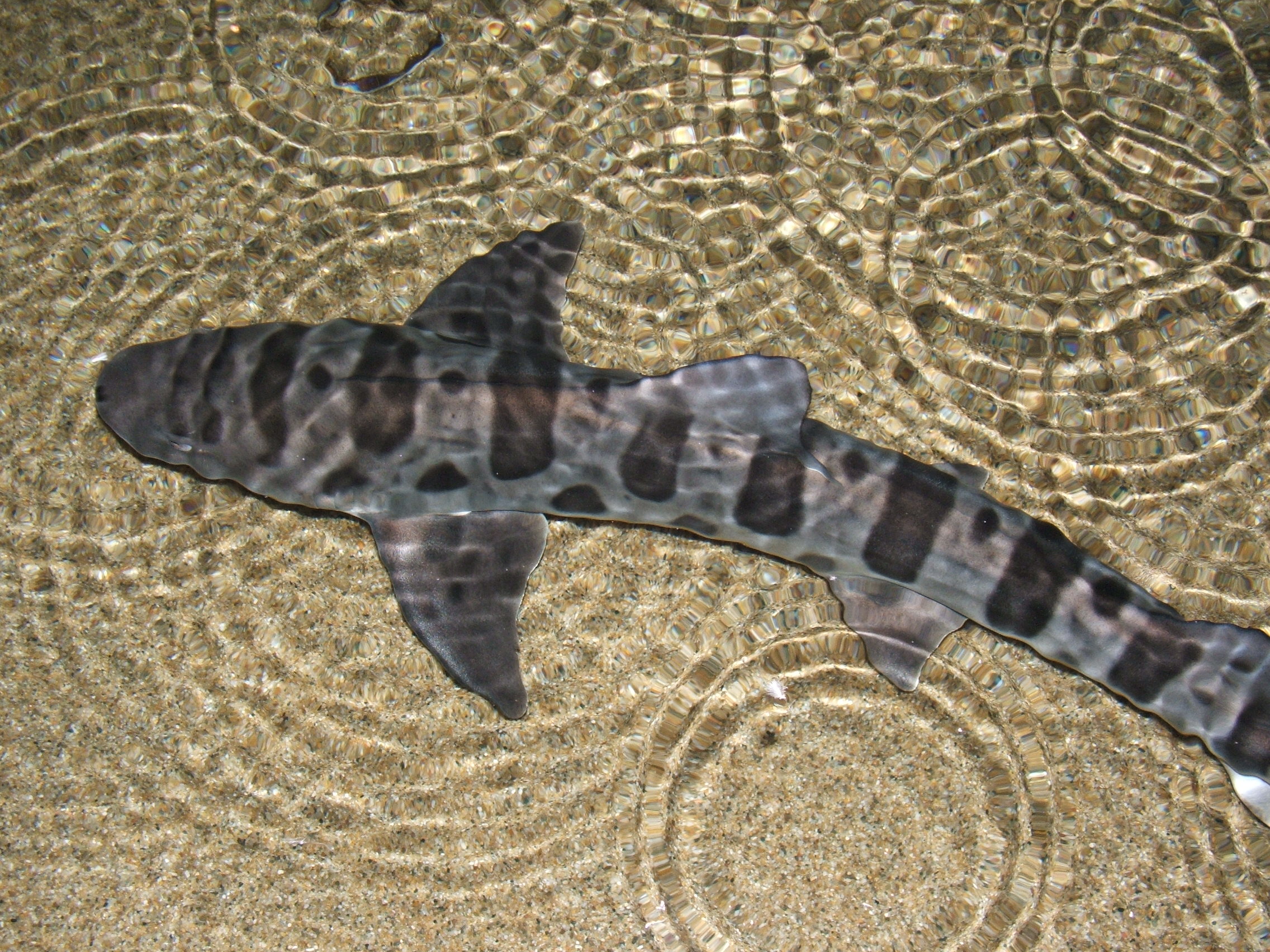 Download Animal Leopard Shark HD Wallpaper