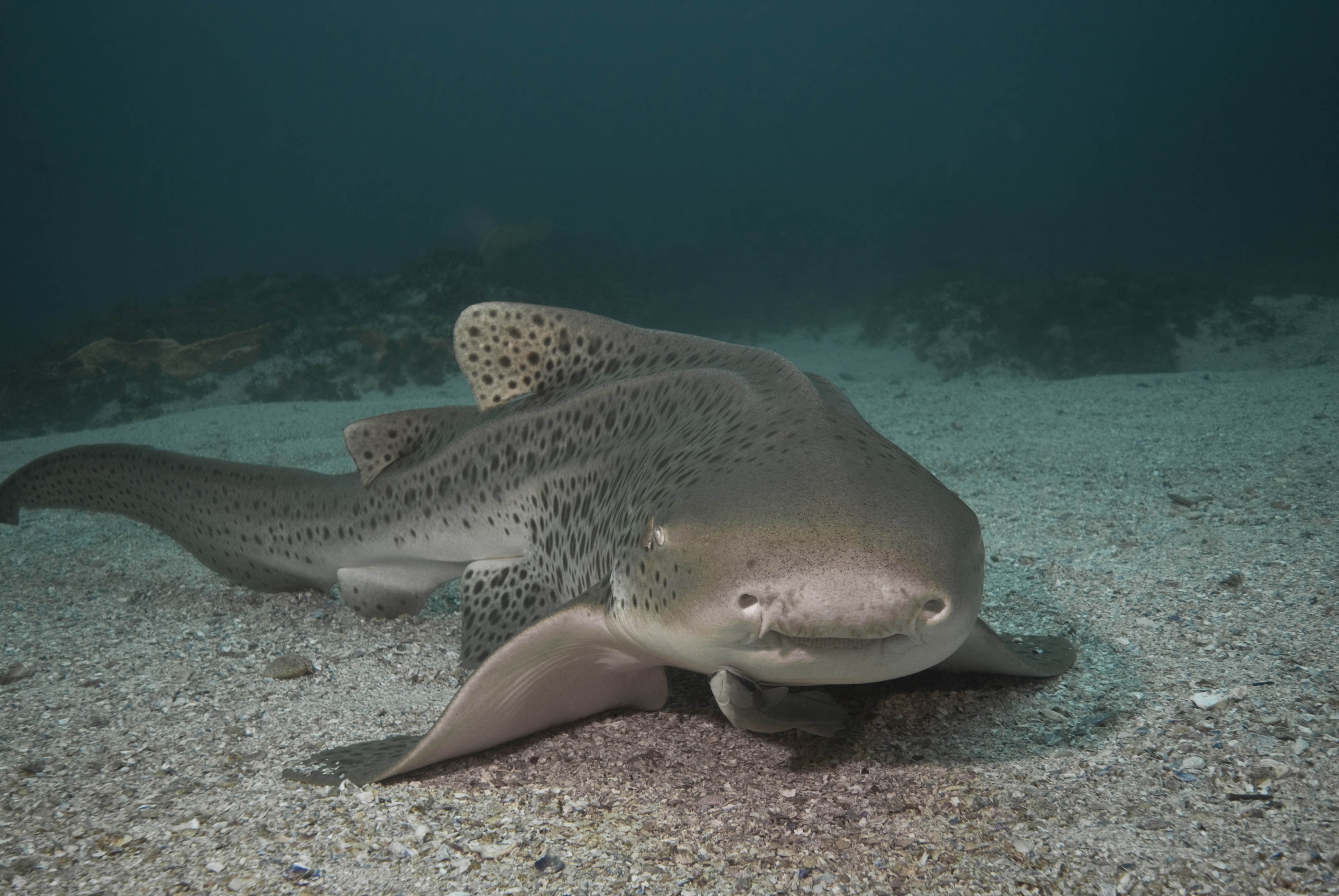 Download Animal Leopard Shark 4k Ultra HD Wallpaper